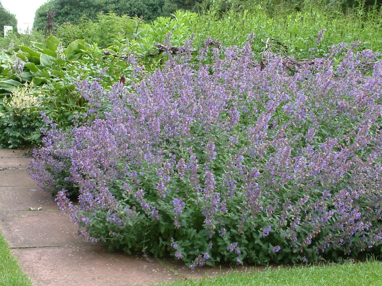 Nepeta 'Hill Grounds' — Binny Nursery