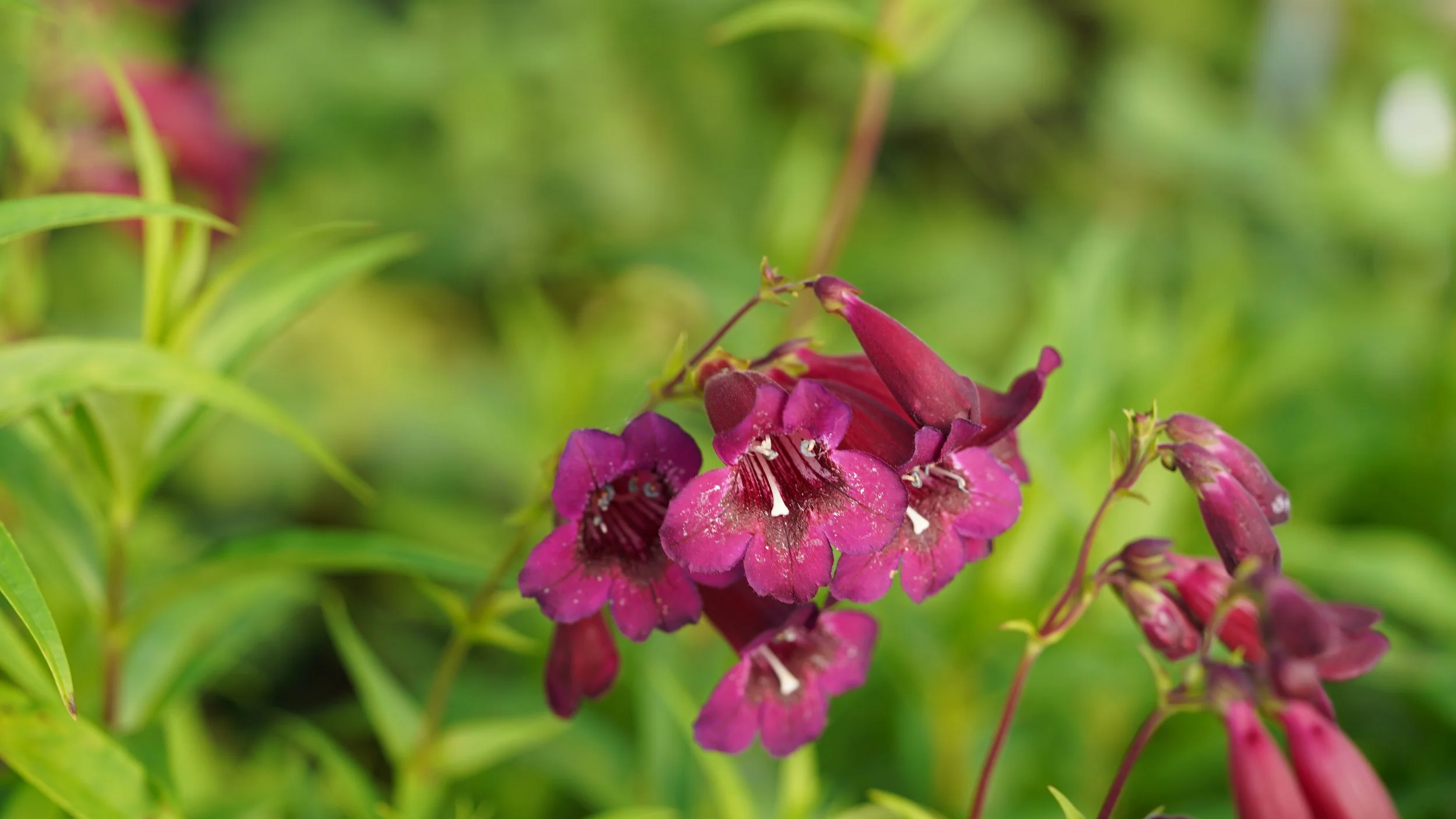 Penstemon 'Rich Ruby' — Binny Nursery