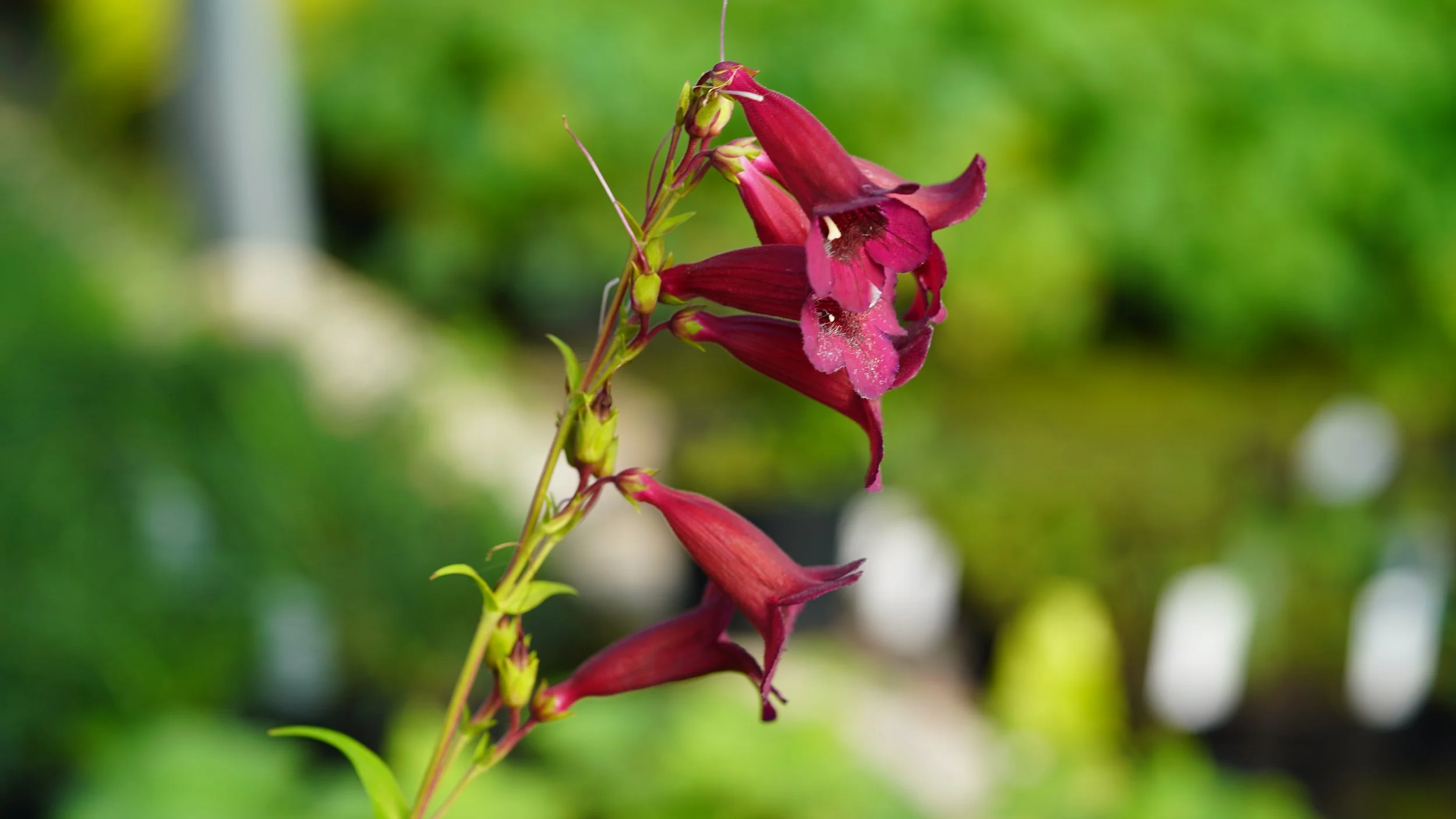 Penstemon 'Rich Ruby' — Binny Nursery