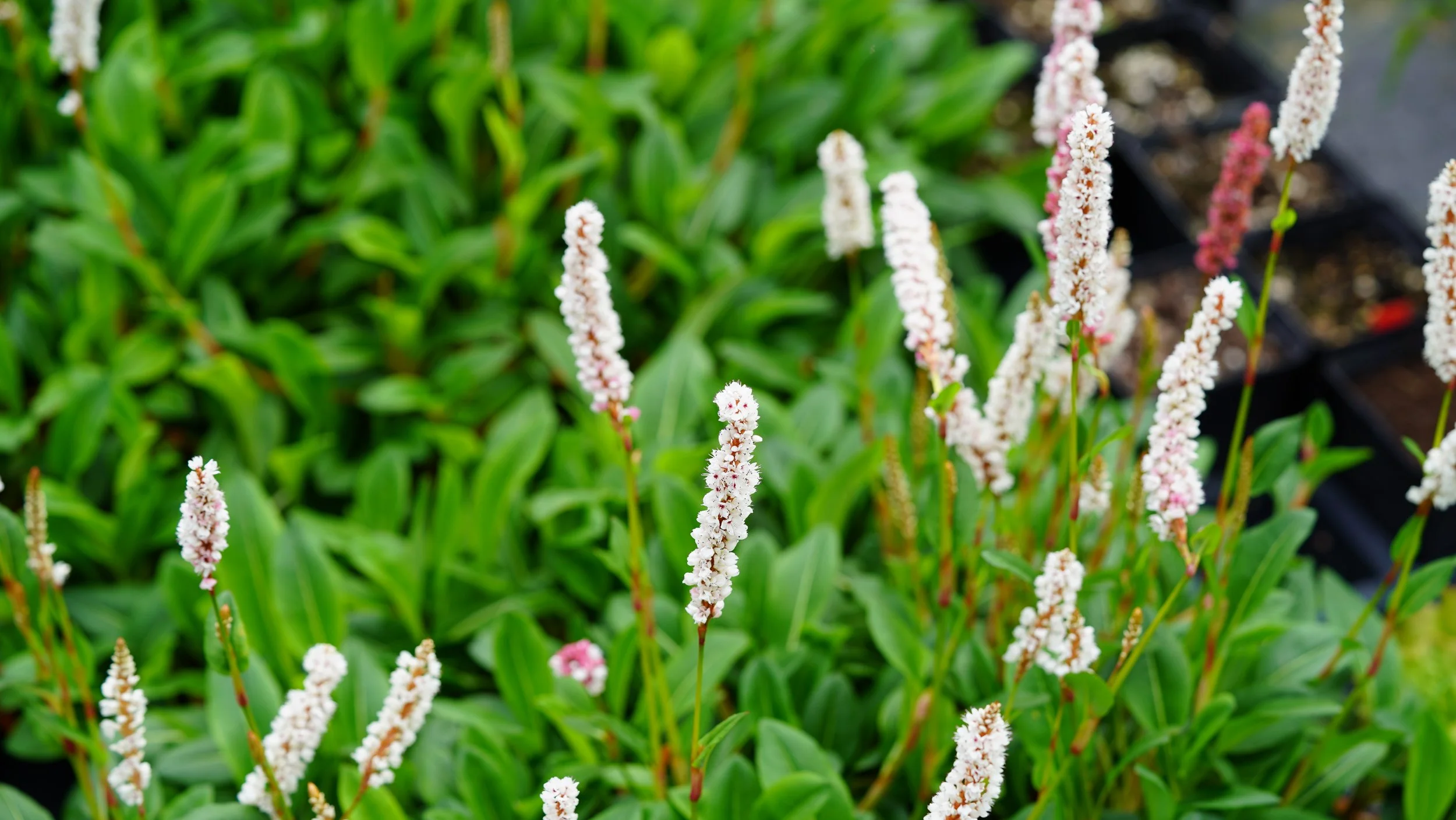 Persicaria affinis 'Superba' — Binny Nursery