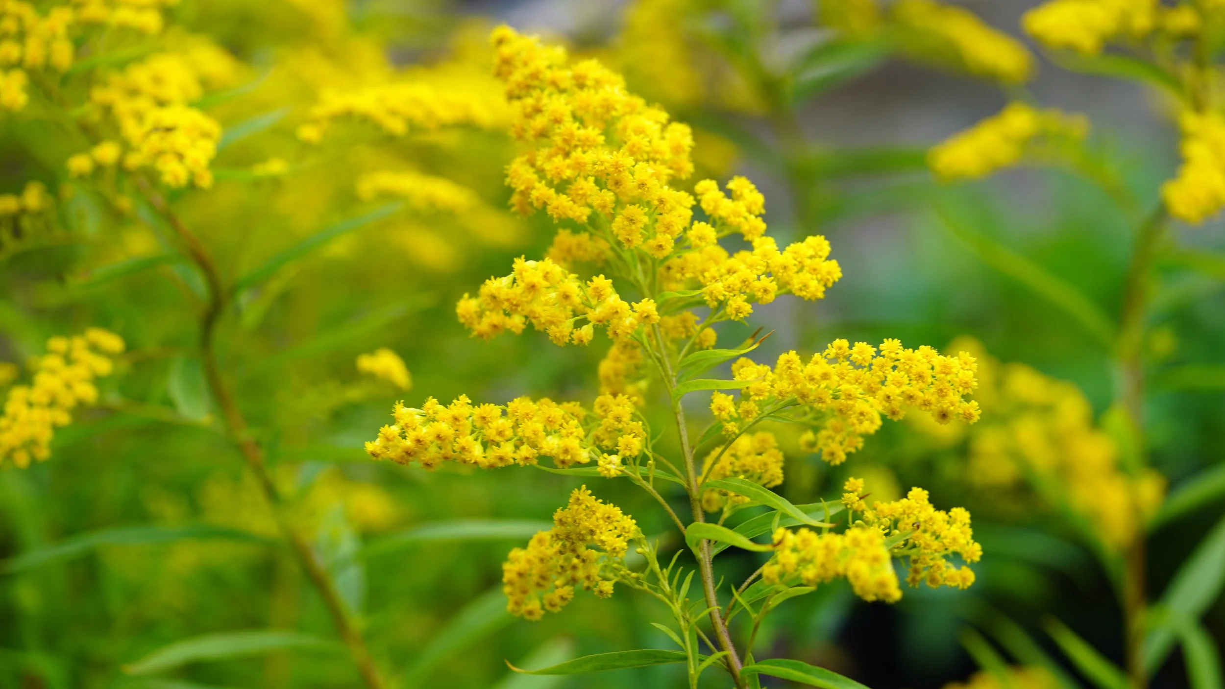 Solidago 'Ledsham' — Binny Nursery