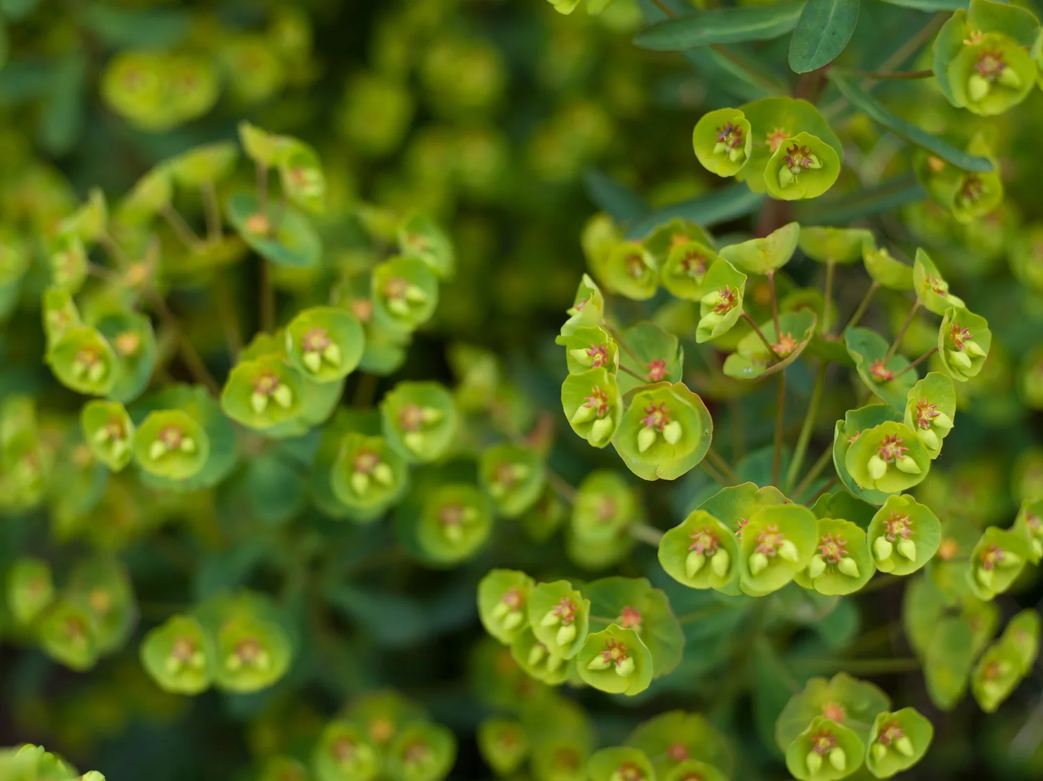 perennials — Binny Nursery