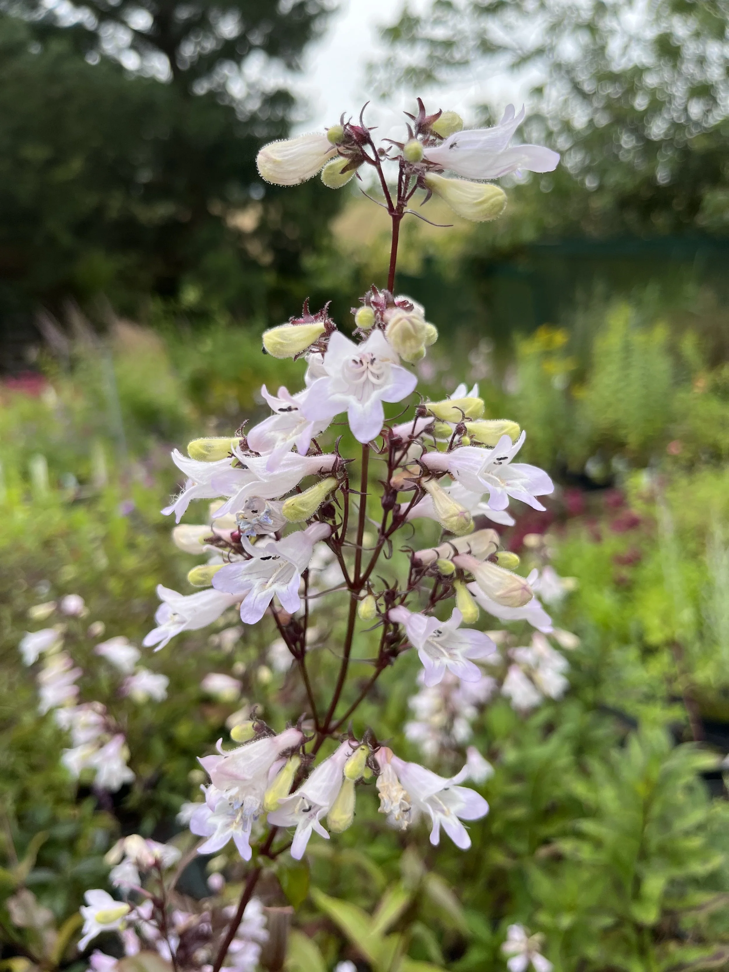 Penstemon 'George Home' — Binny Nursery