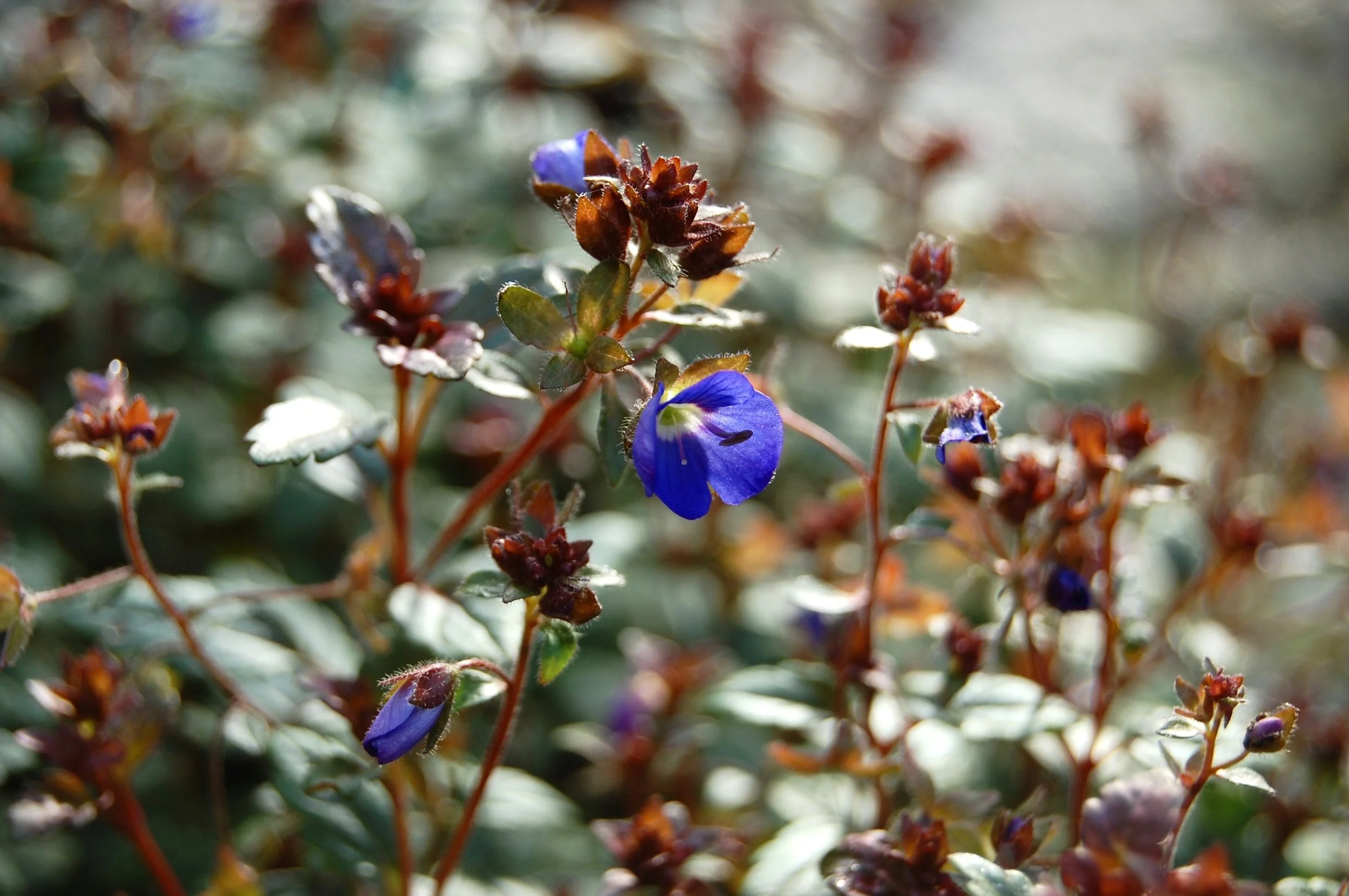 Veronica umbrosa 'Georgia Blue' — Binny Nursery
