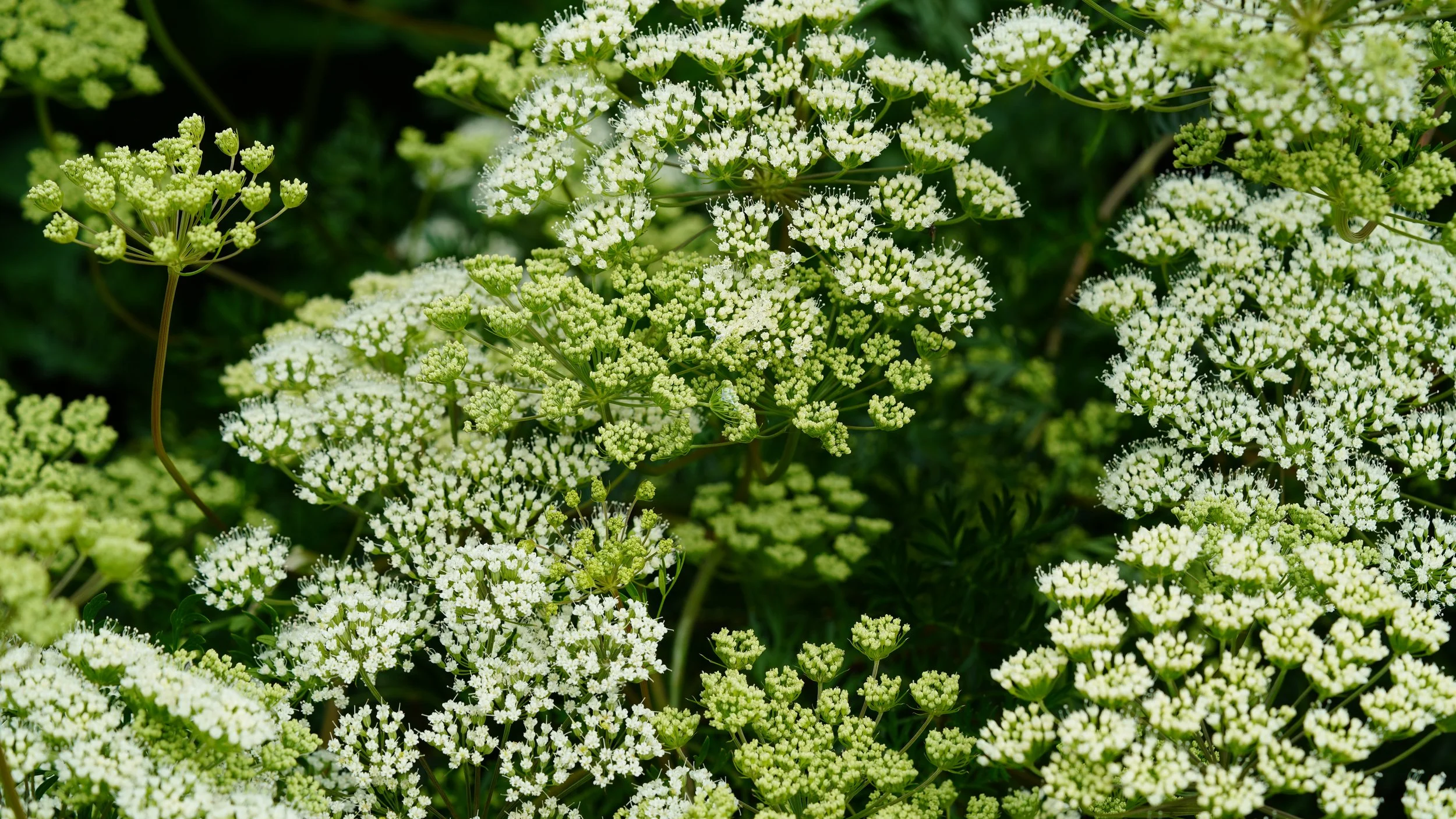 Cenolophium denudatum — Binny Nursery