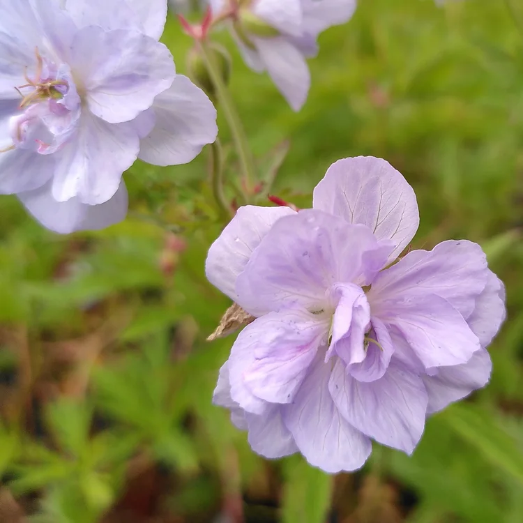 Geranium 'Rozanne' — Binny Nursery