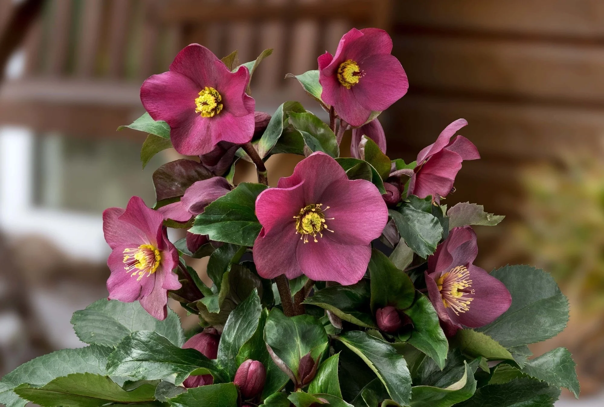 perennials — Binny Nursery