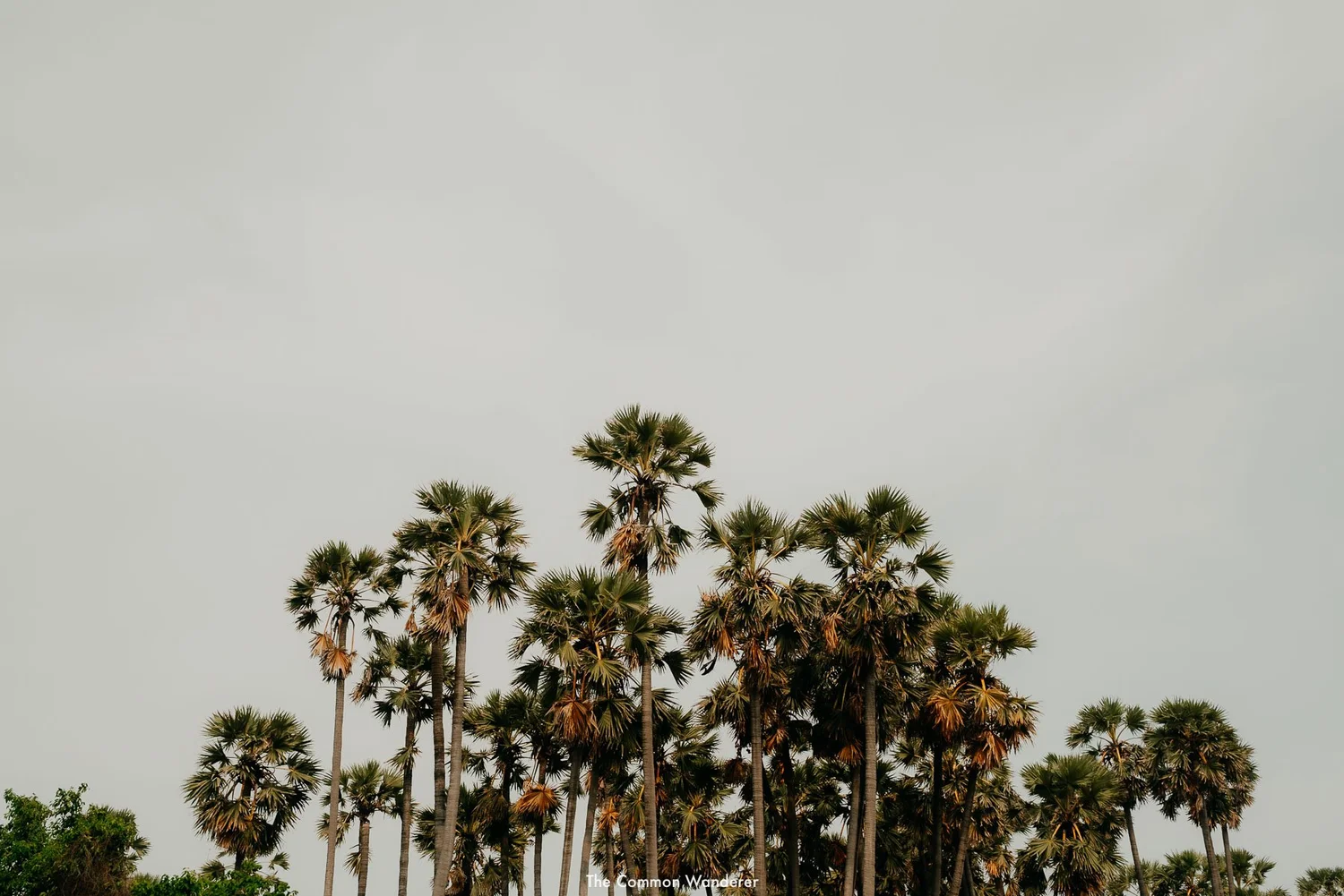 How To Visit Delft Island, Jaffna's Curious Coastal Island | The Common ...