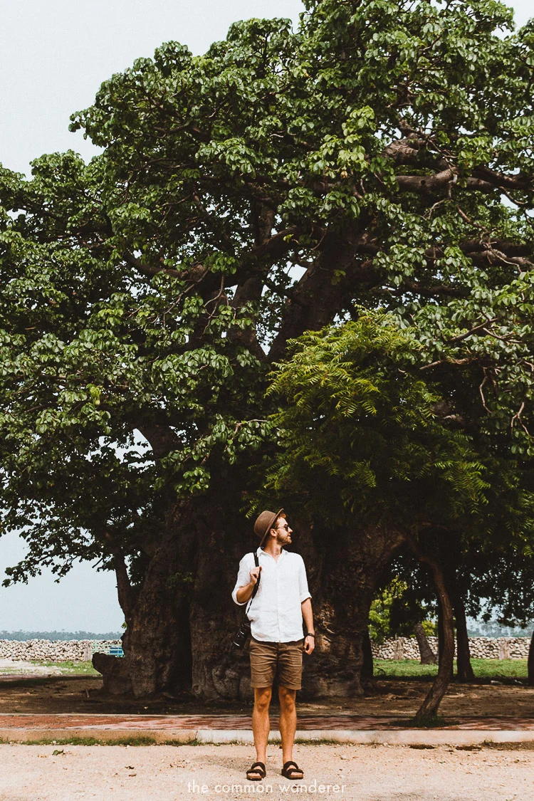 A Day Trip Guide to Delft Island, Jaffna’s Curious Coastal Island | The ...