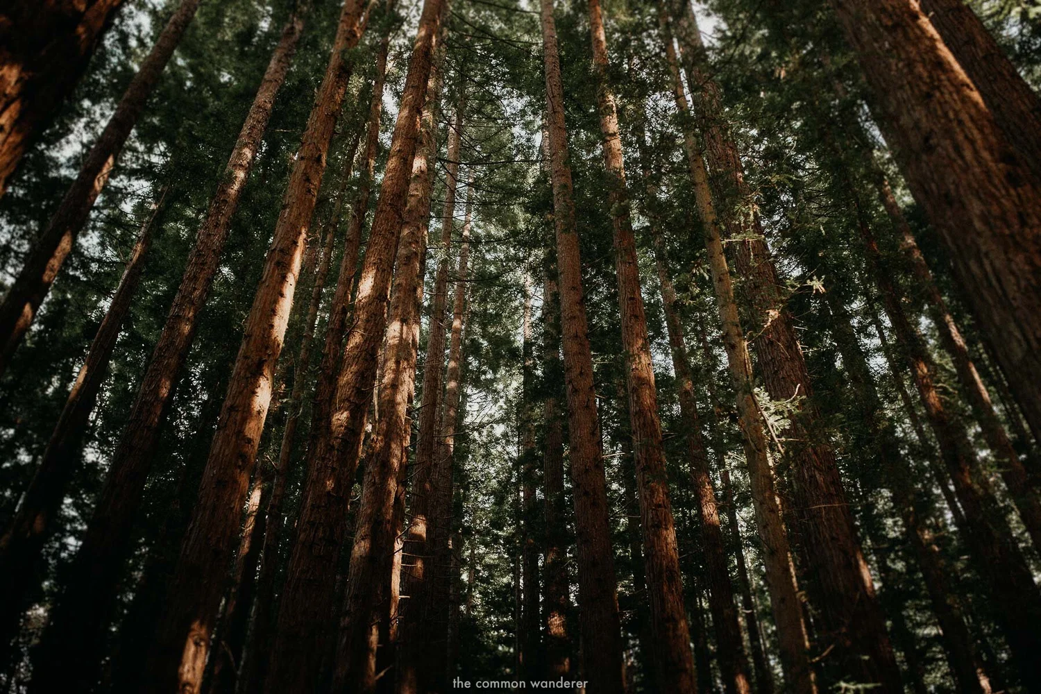 Explore Warburton's Enchanting Redwood Forest | The Common Wanderer