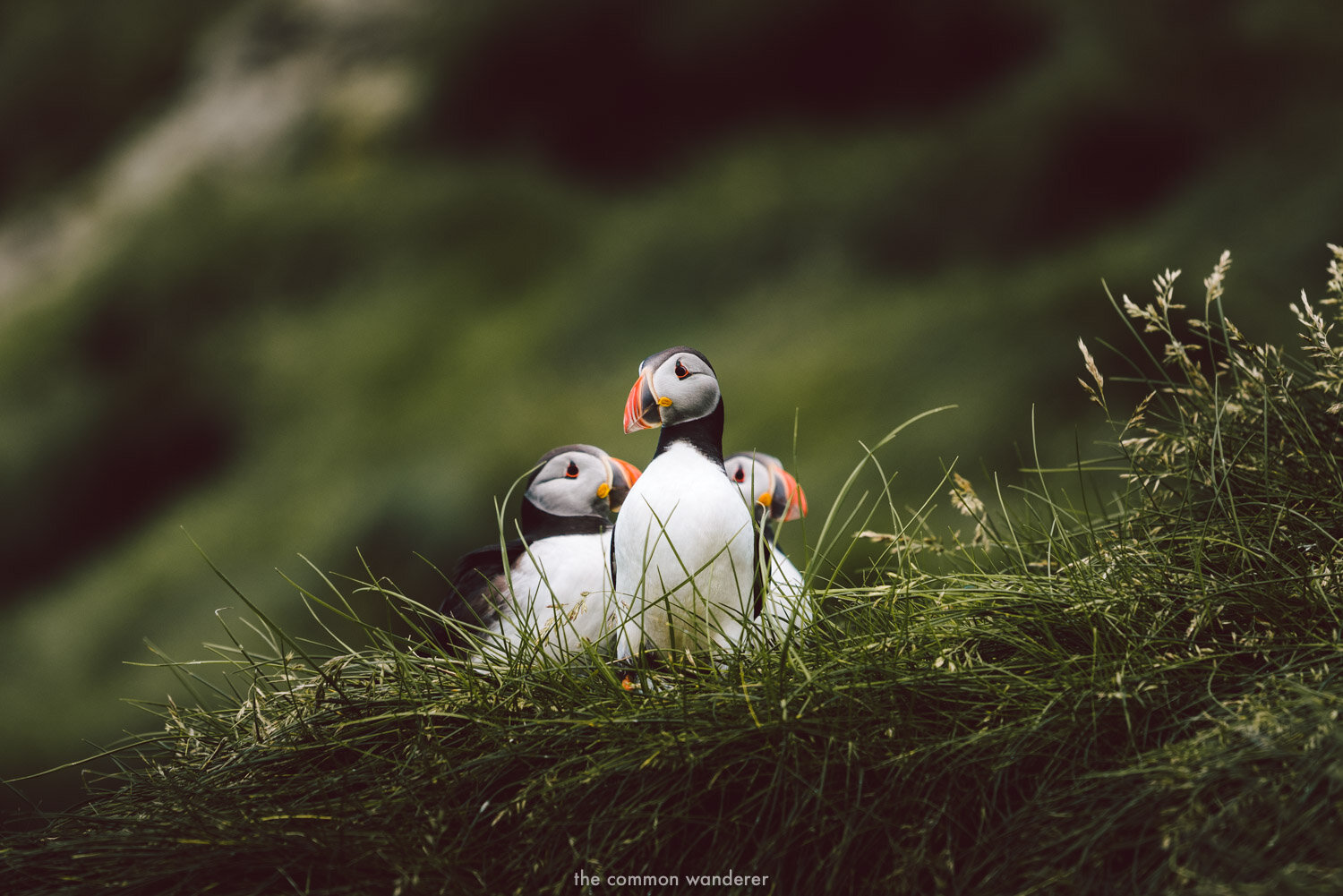 A Day Trip Guide To Mykines, Faroe Islands | The Common Wanderer