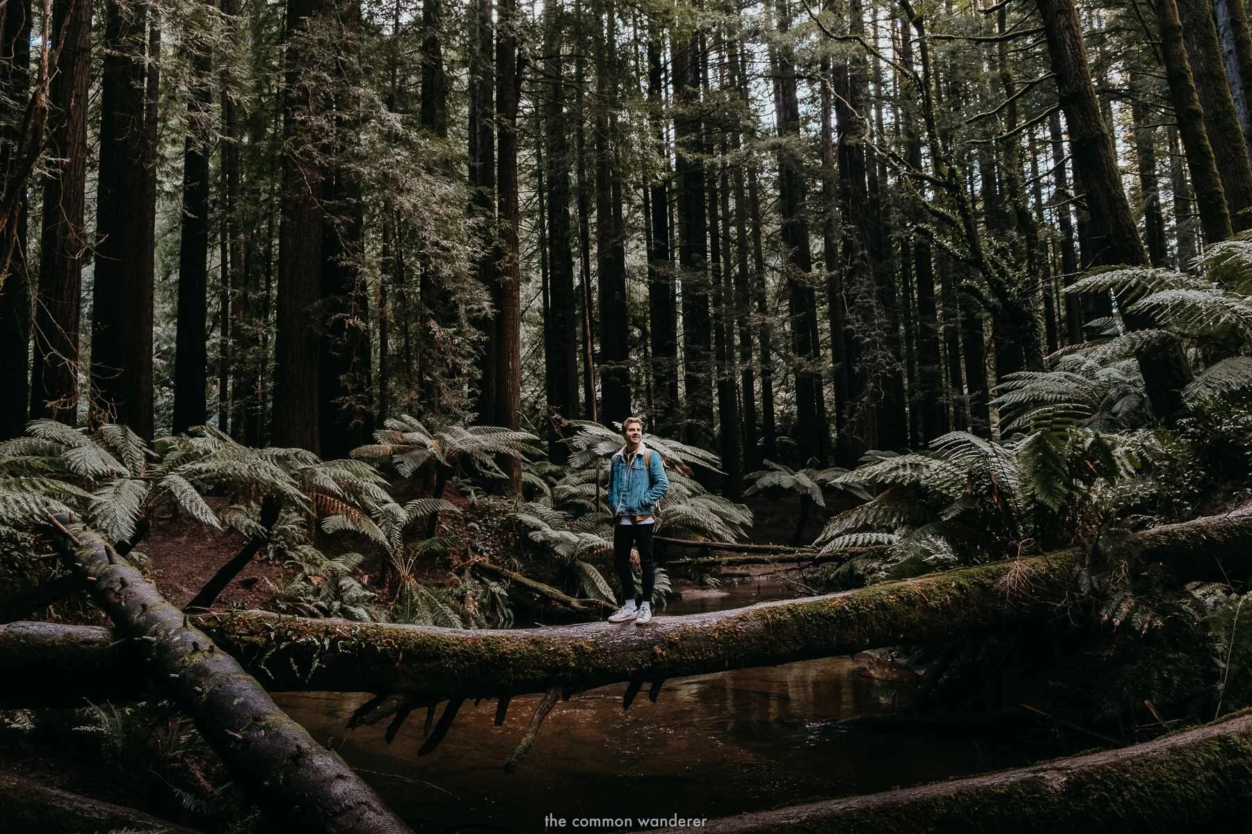 A Guide to the Mystical Redwood Forest in the Otways | The Common Wanderer