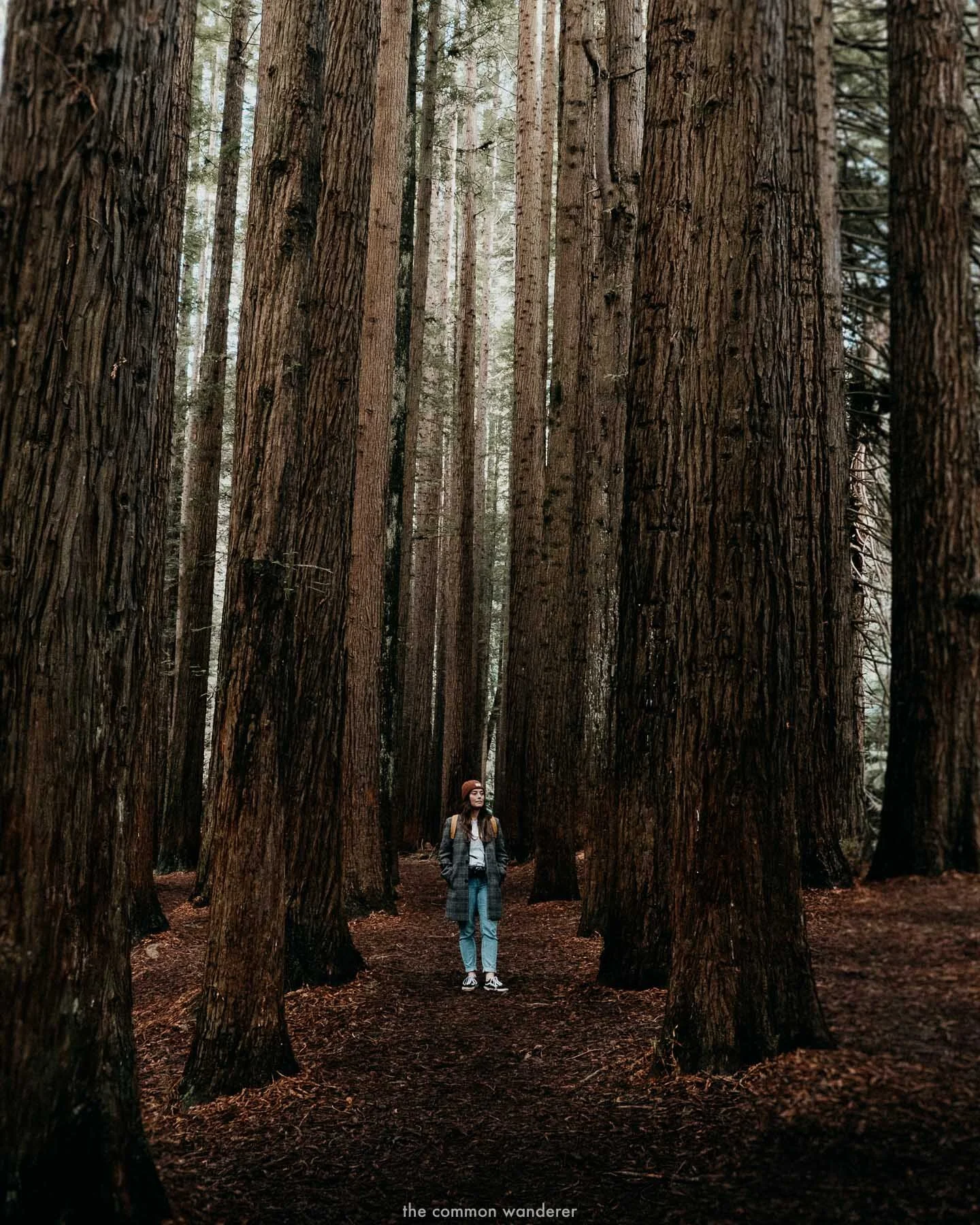 A Guide to the Mystical Redwood Forest in the Otways | The Common Wanderer