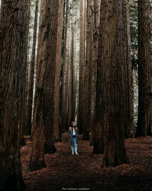 A Guide to the Mystical Redwood Forest in the Otways | The Common Wanderer