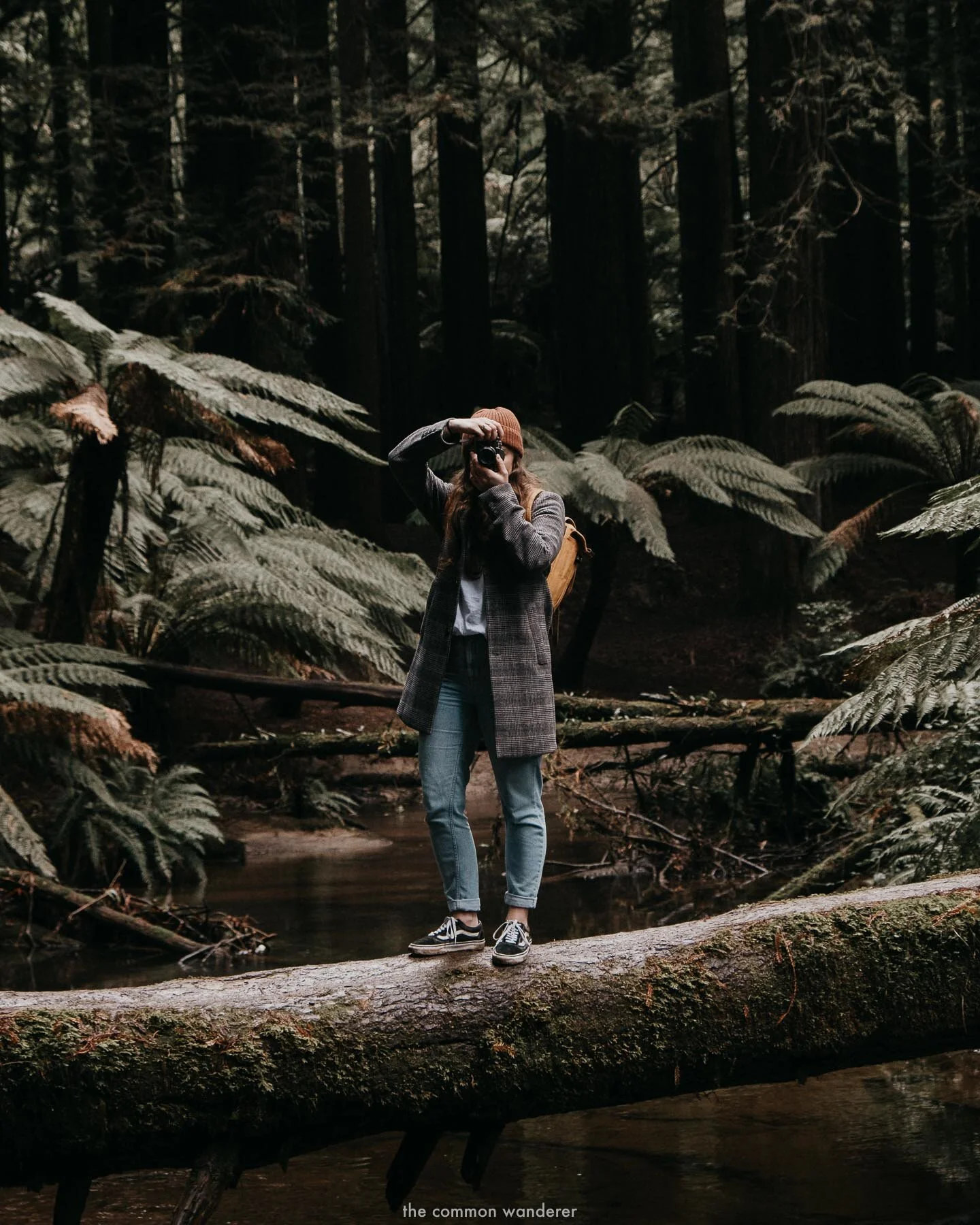 A Guide to the Mystical Redwood Forest in the Otways | The Common Wanderer