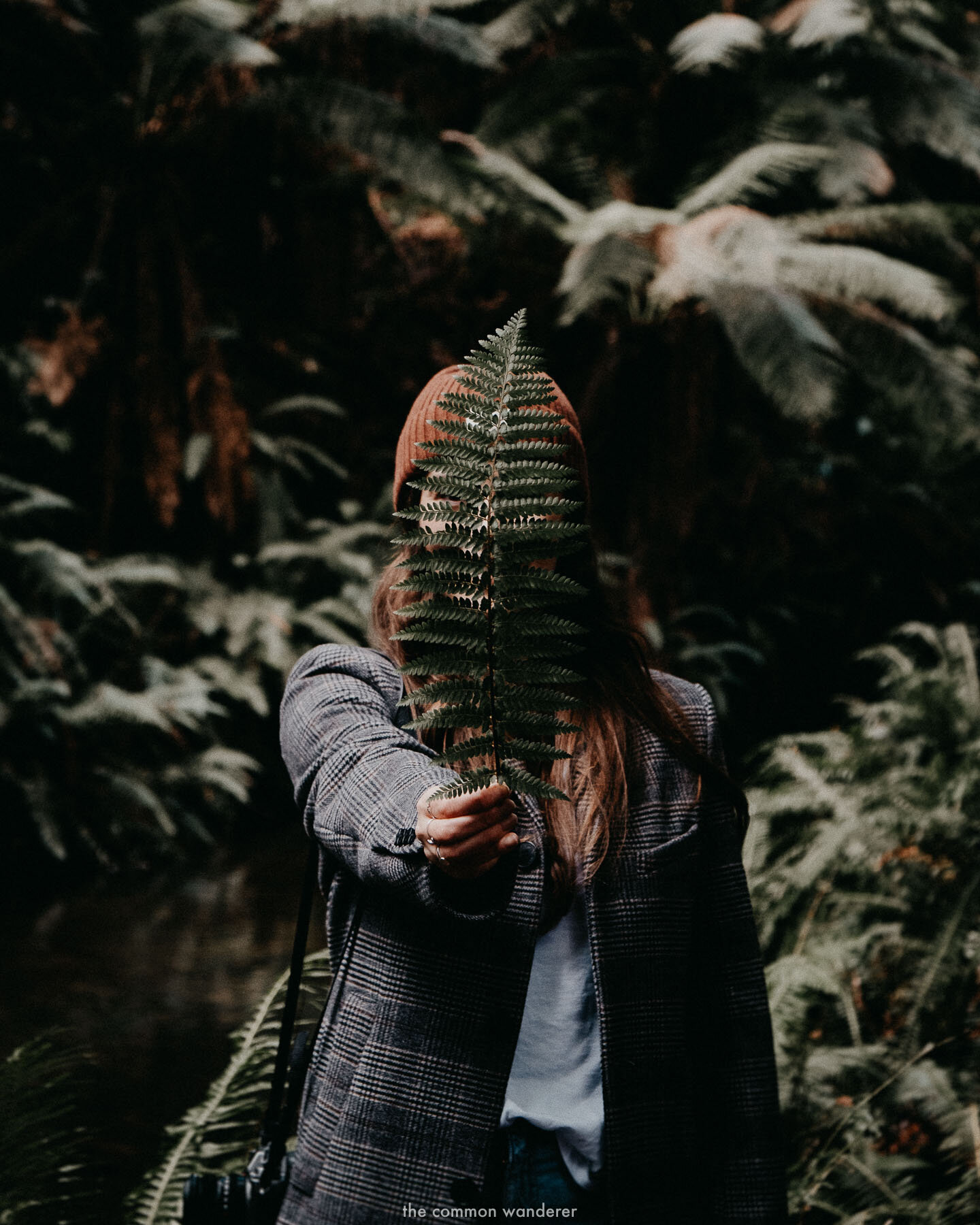 A Guide to the Mystical Redwood Forest in the Otways | The Common Wanderer