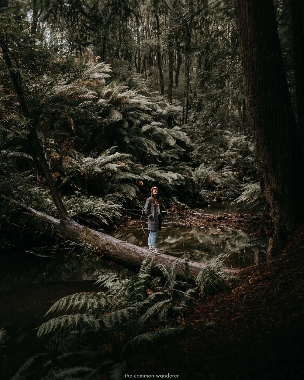 A Guide to the Mystical Redwood Forest in the Otways | The Common Wanderer