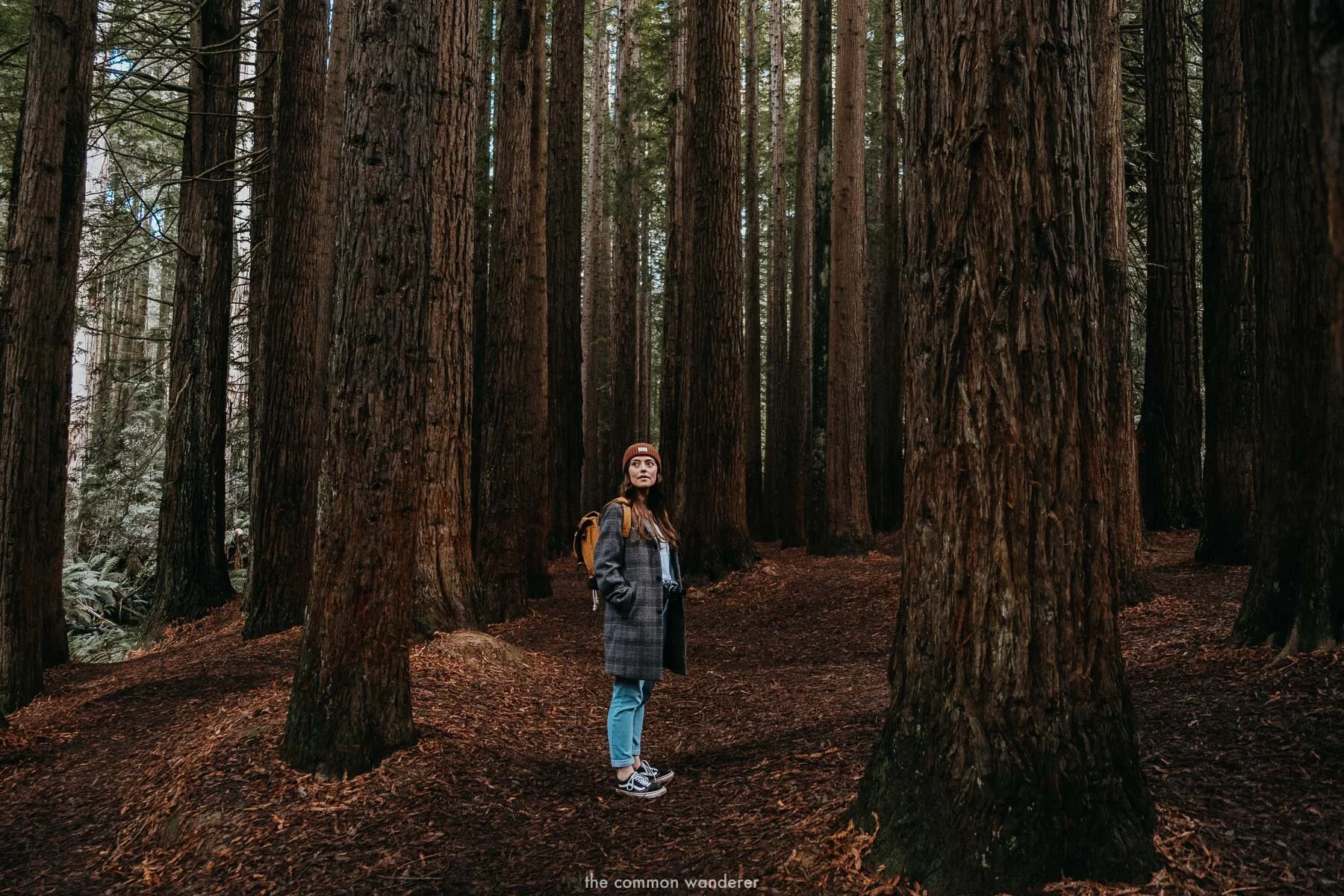 A Guide to the Mystical Redwood Forest in the Otways | The Common Wanderer