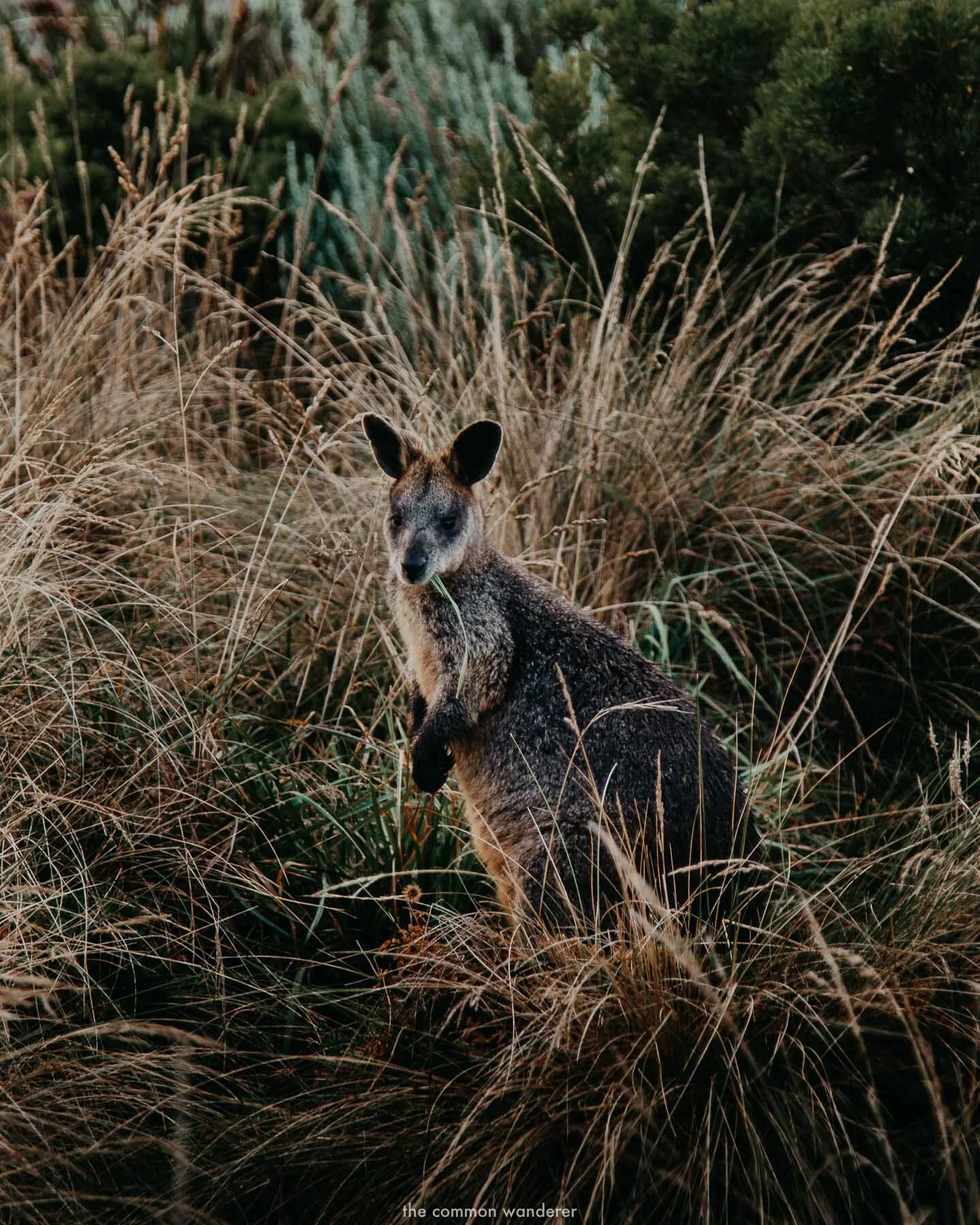 22 Things to See and Do On The Great Ocean Road | The Common Wanderer