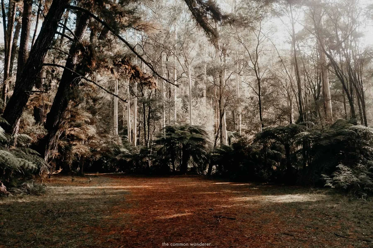10 + Incredible Things To Do In Warburton, Victoria (Where To Eat ...