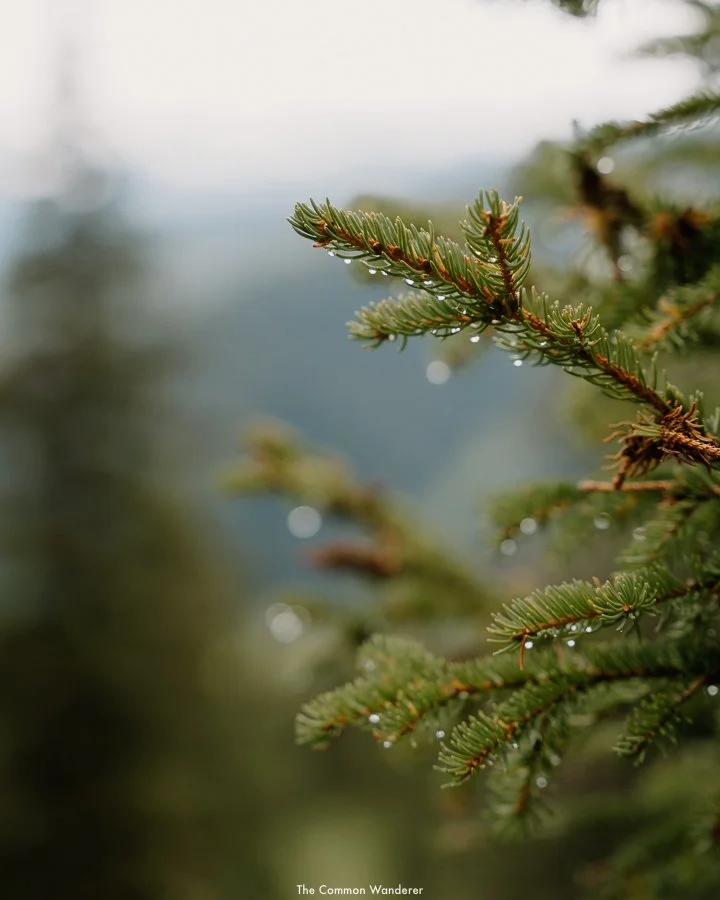 15+ Incredible Day Hikes in the Dolomites | The Common Wanderer