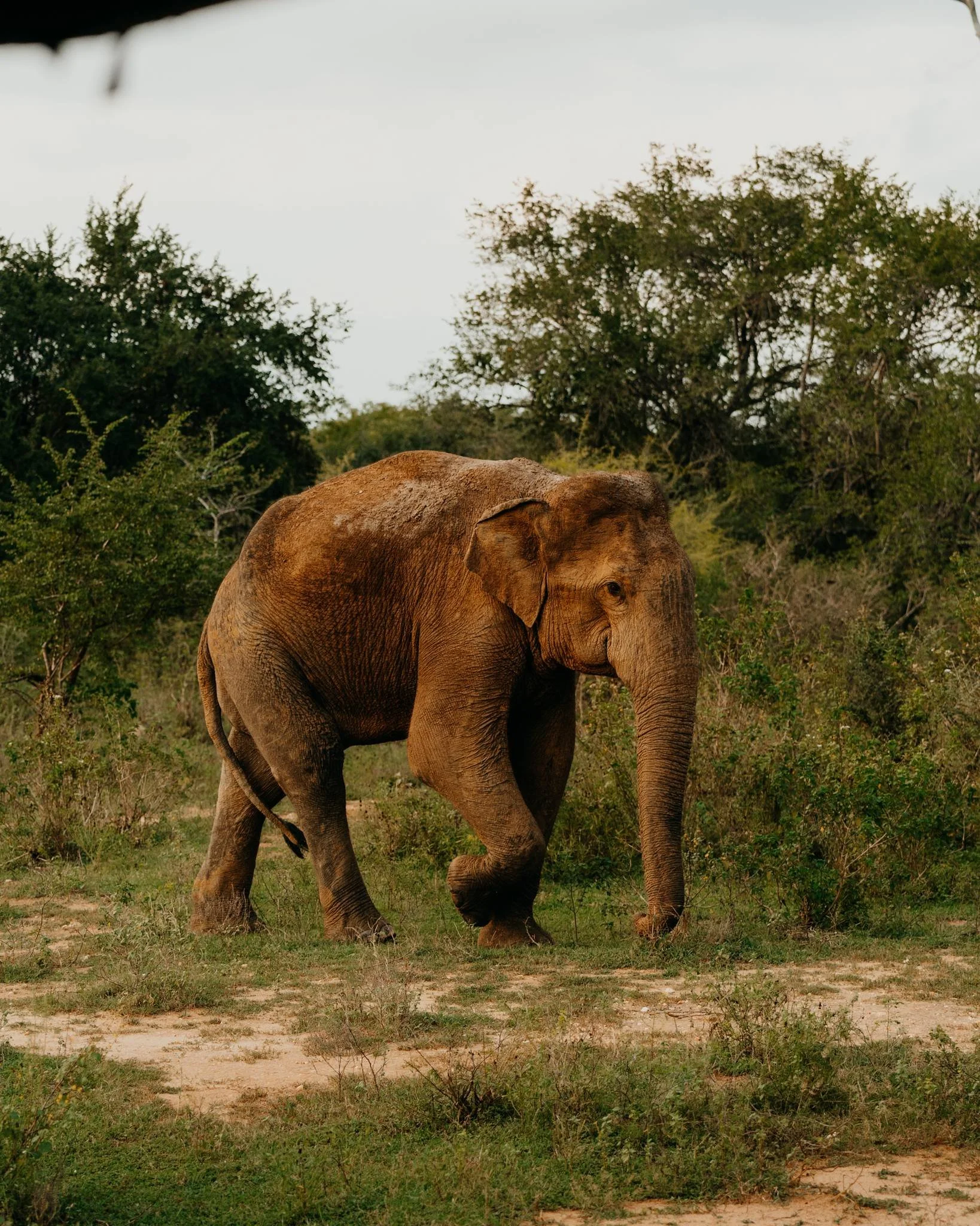 How to Visit Sri Lanka's Incredible Yala National Park | The Common ...