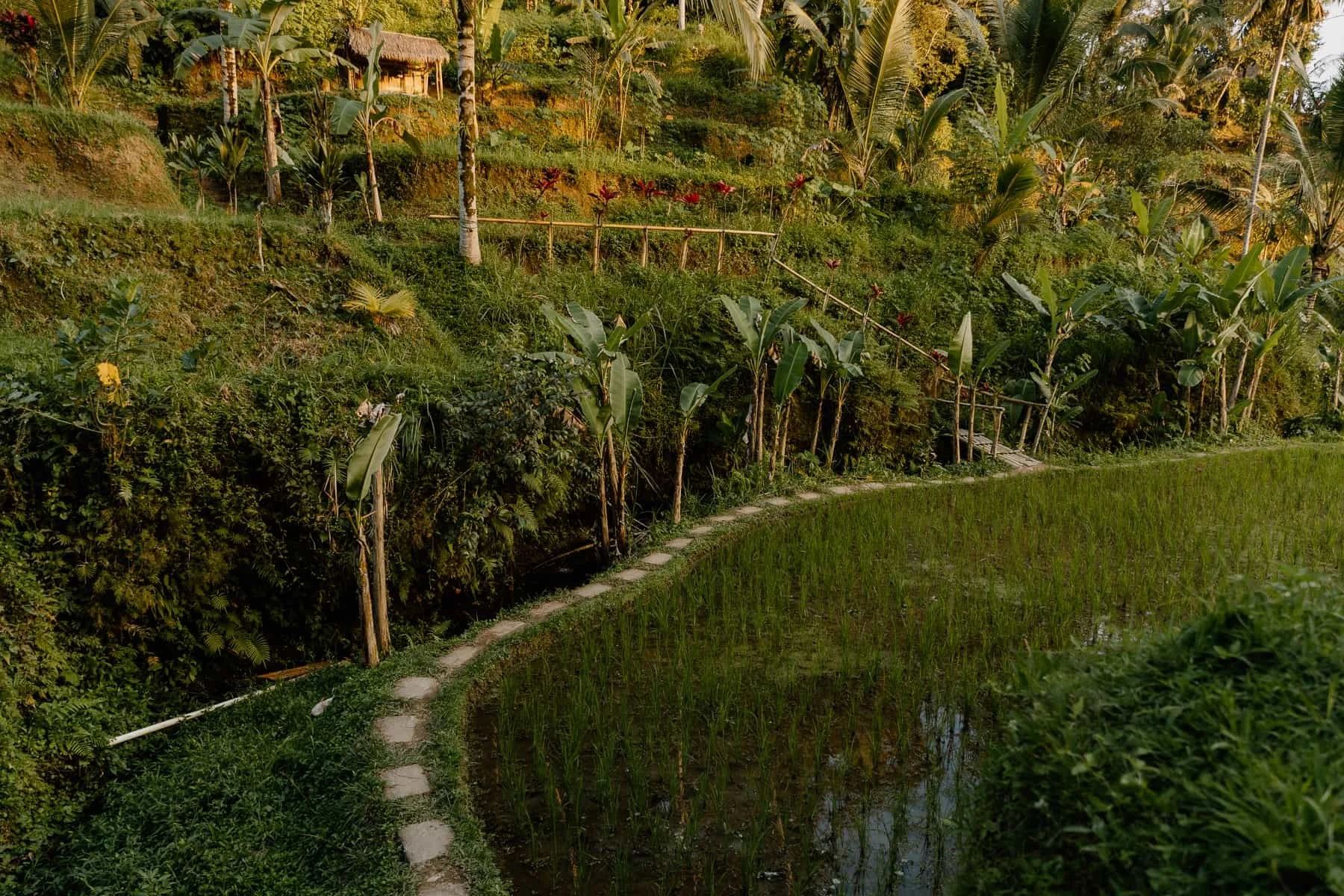 Are the Tegalalang Rice Terraces Worth Visiting in 2025? | The Common ...