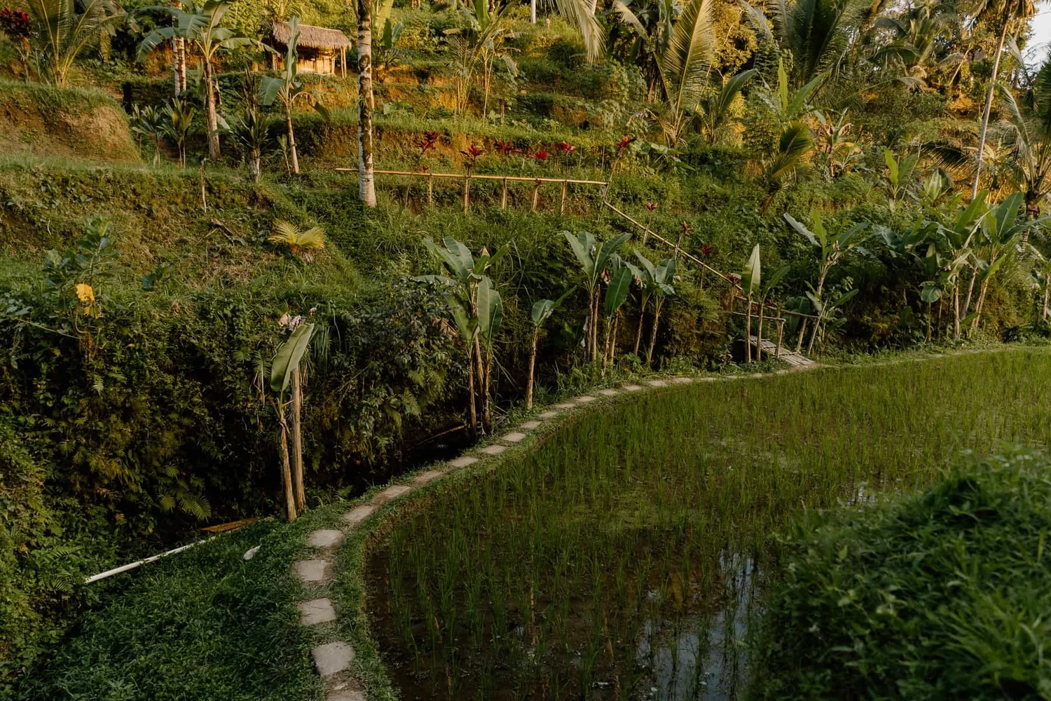 Are the Tegalalang Rice Terraces Worth Visiting in 2025? | The Common ...