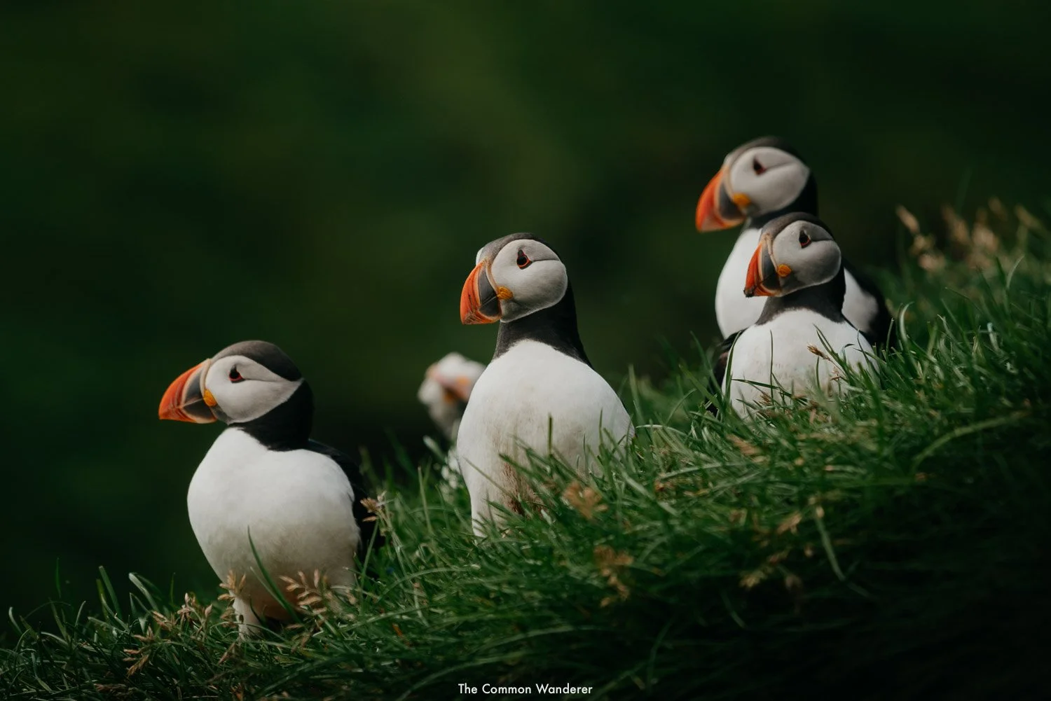 How To Visit Mykines, Faroe Islands: A Day Trip Guide | The Common Wanderer