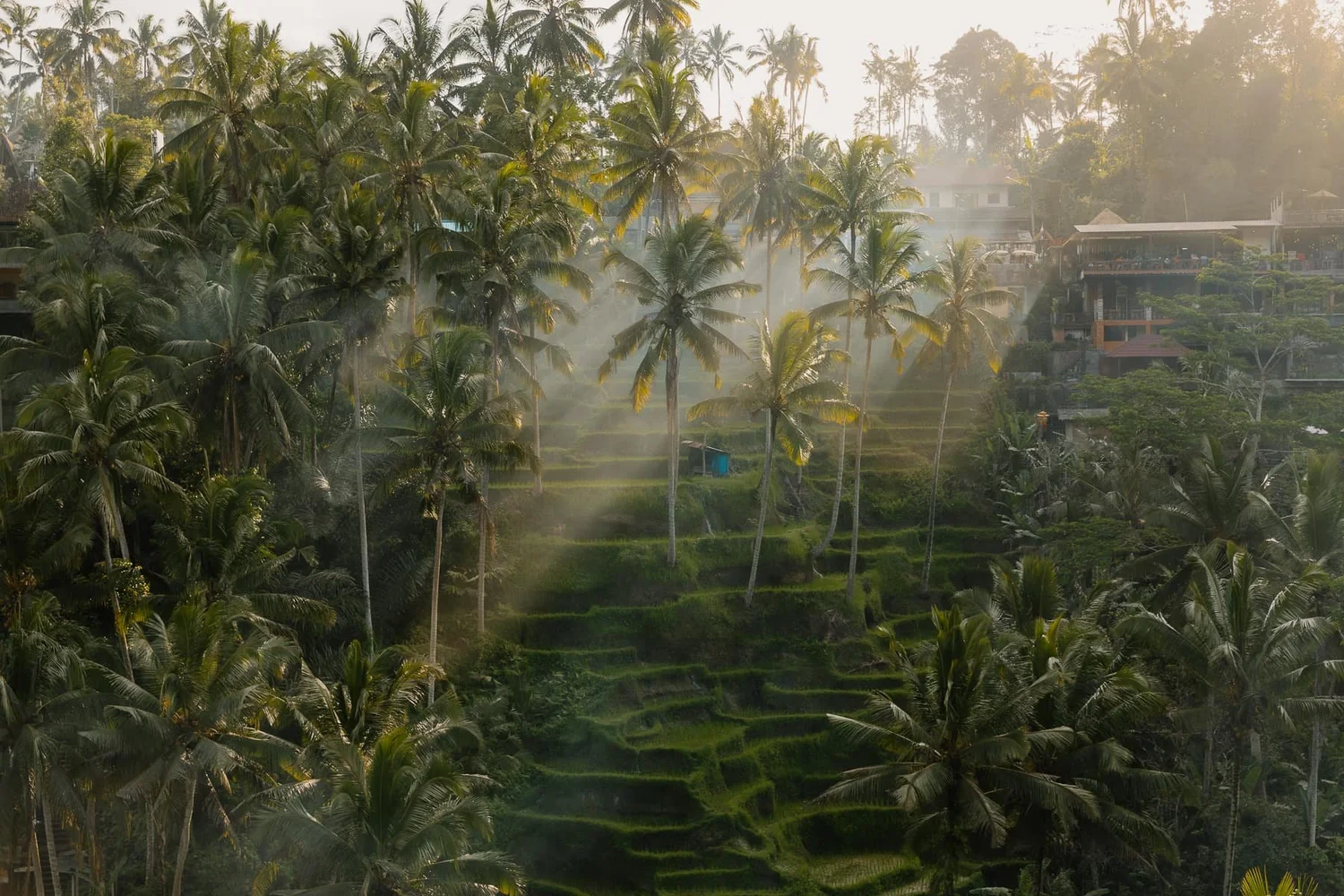 Are the Tegalalang Rice Terraces Worth Visiting in 2025? | The Common ...