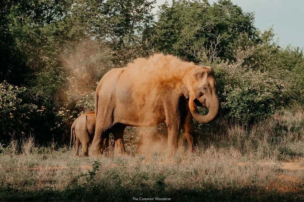 ELLA, SRI LANKA: 13+ Incredible Things To Do In Ella | The Common Wanderer