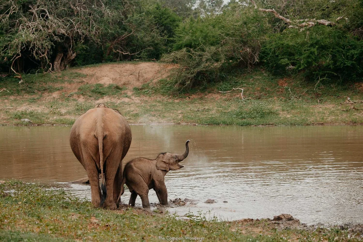 How to Visit Sri Lanka's Incredible Yala National Park | The Common ...