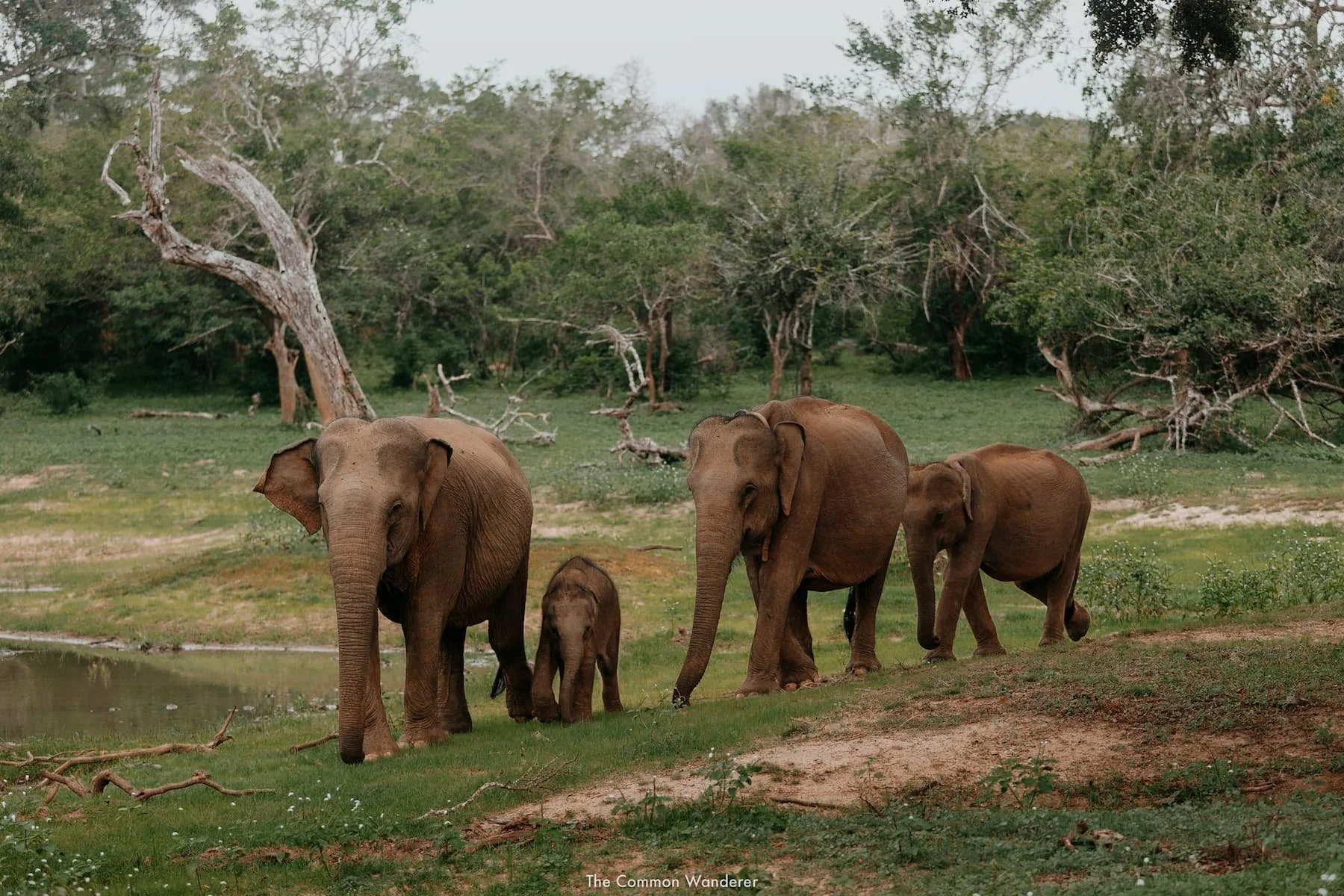 Yala National Park Safari: Insider Tips, Costs & The Honest Truth About ...