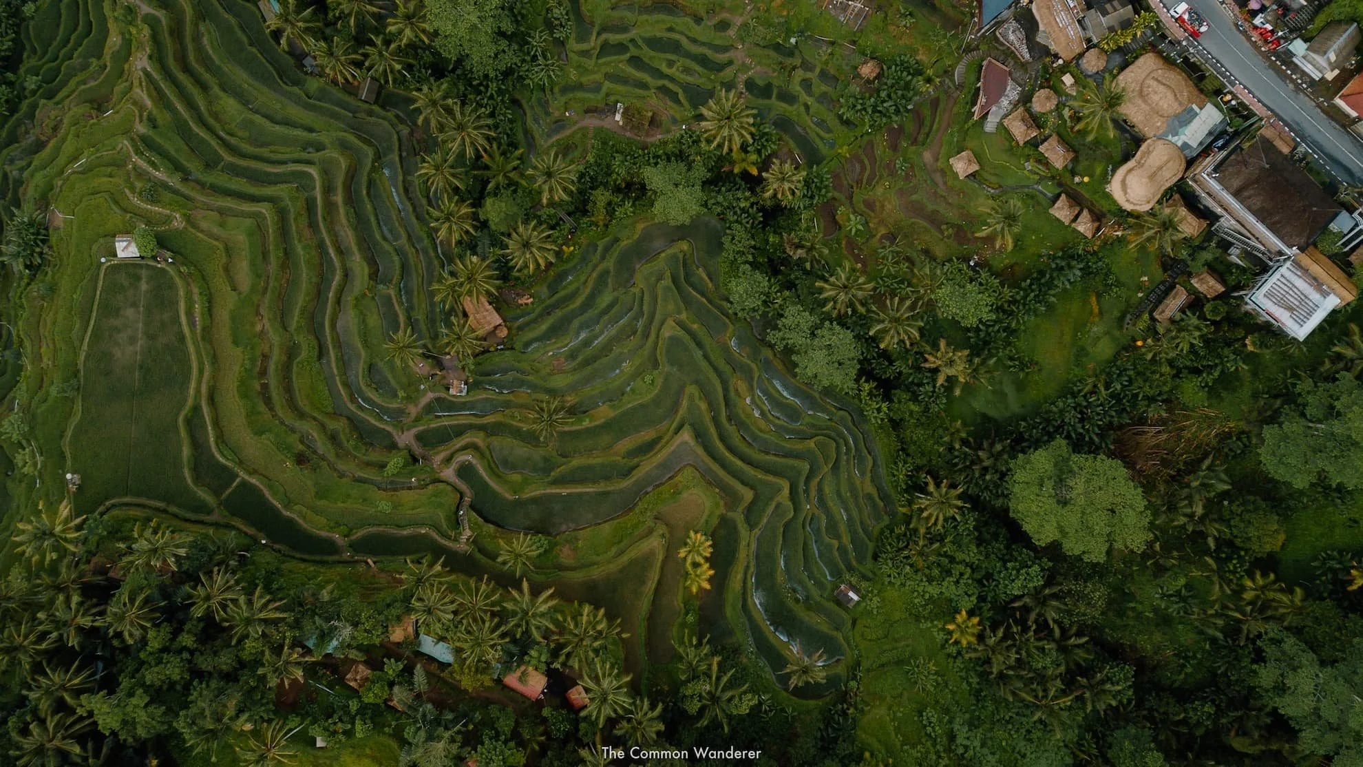Are the Tegalalang Rice Terraces Worth Visiting in 2025? | The Common ...