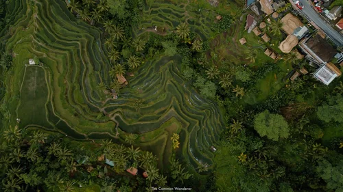 Are the Tegalalang Rice Terraces Worth Visiting in 2025? | The Common ...