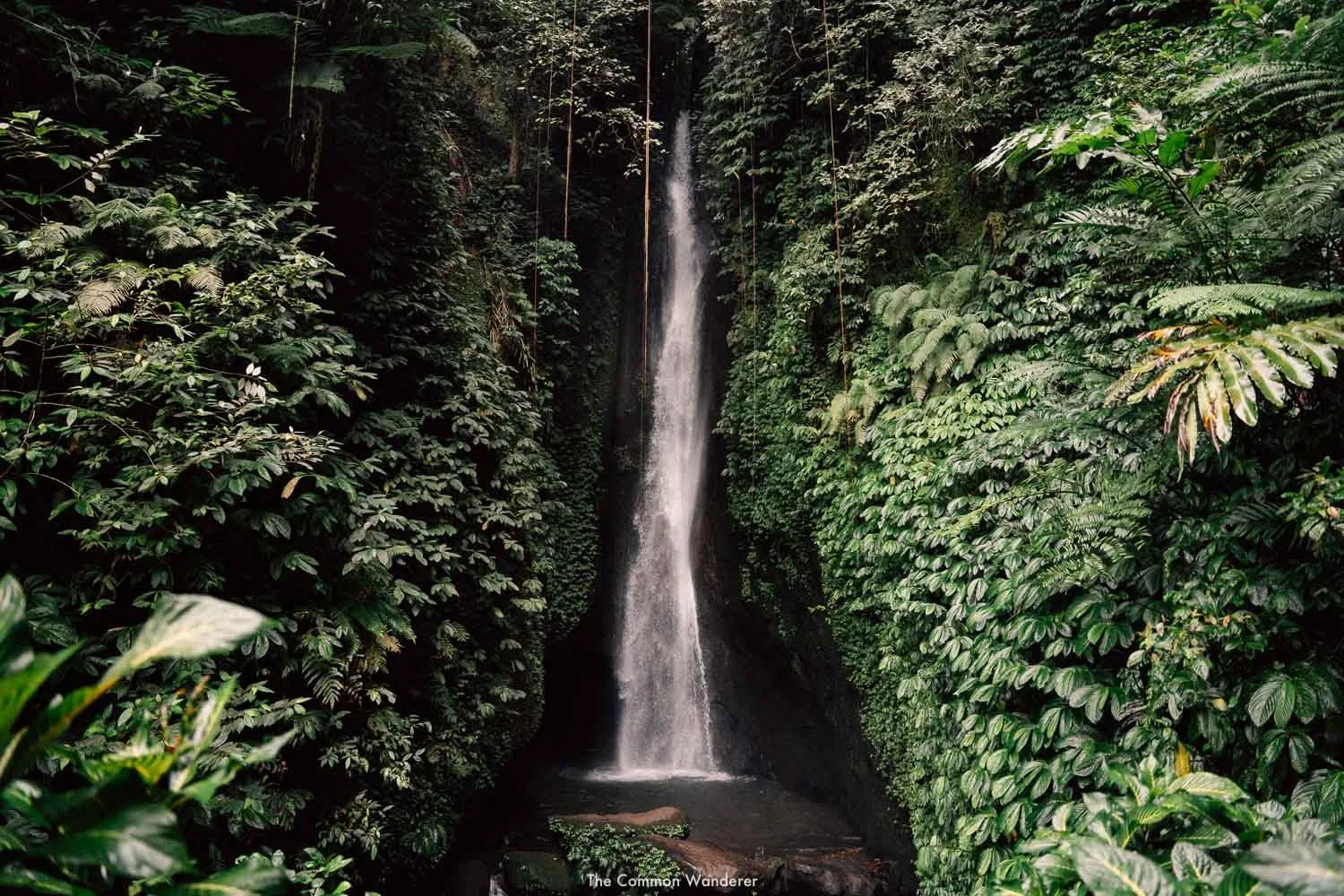 10+ Wonderful Things to do in Ubud, Bali | The Common Wanderer