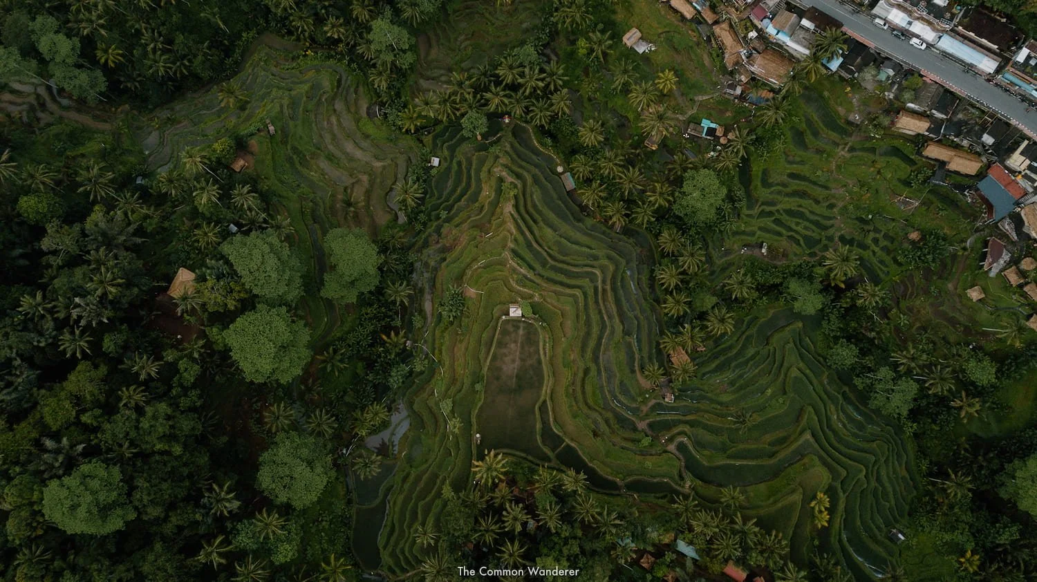 10+ Wonderful Things to do in Ubud, Bali | The Common Wanderer