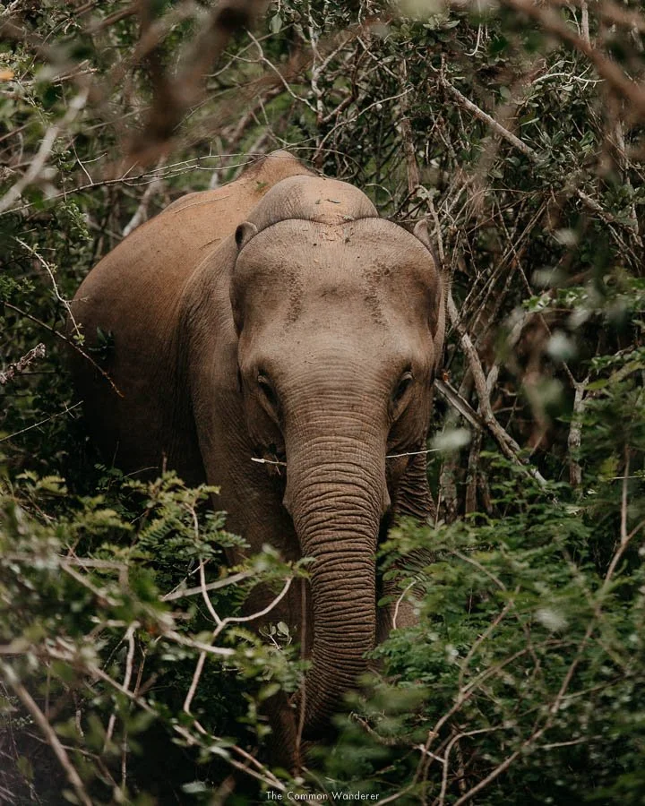 How to Visit Sri Lanka's Incredible Yala National Park | The Common ...