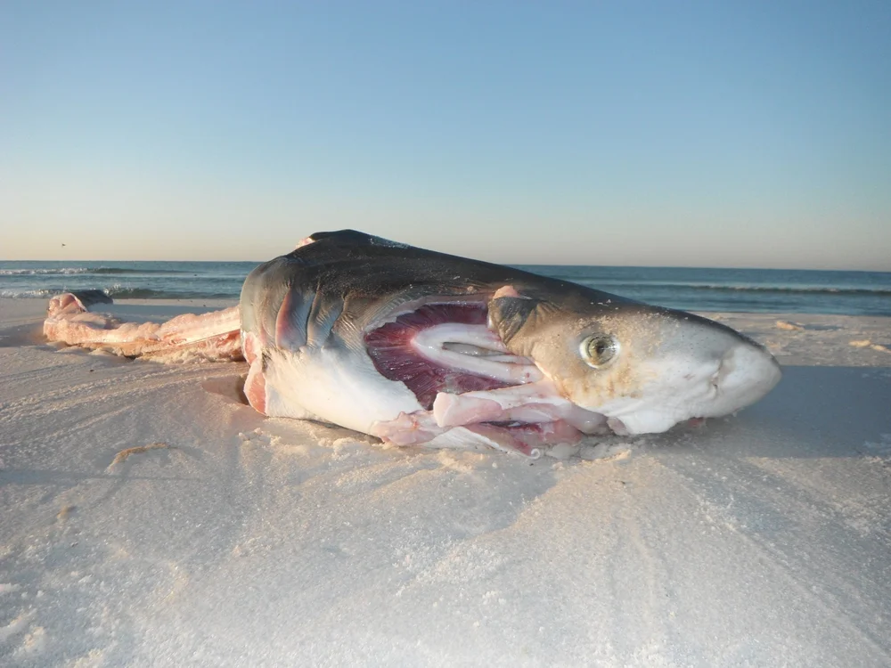 How Many Sharks Are Killed Each Year? ~100 Million Annually, Reflecting ...