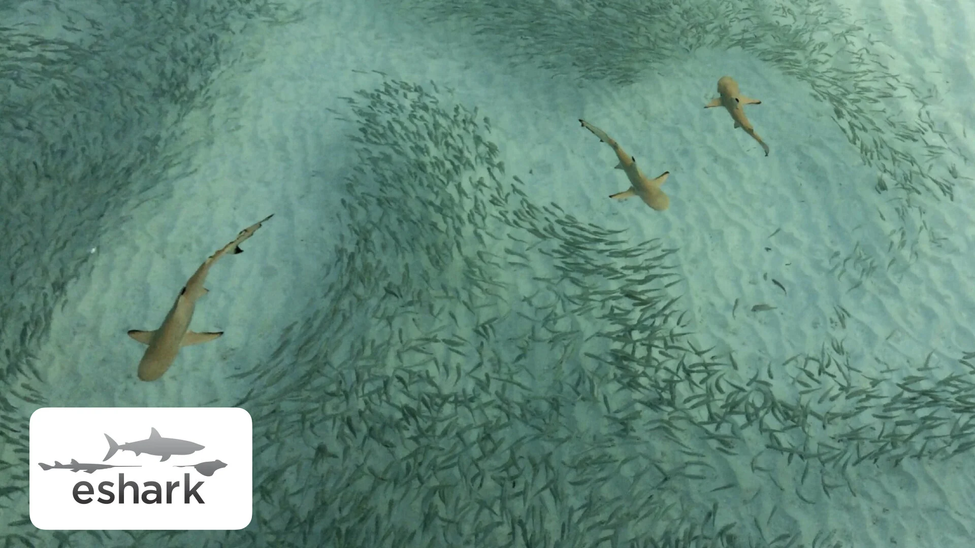 eOceans — Collaborative Research