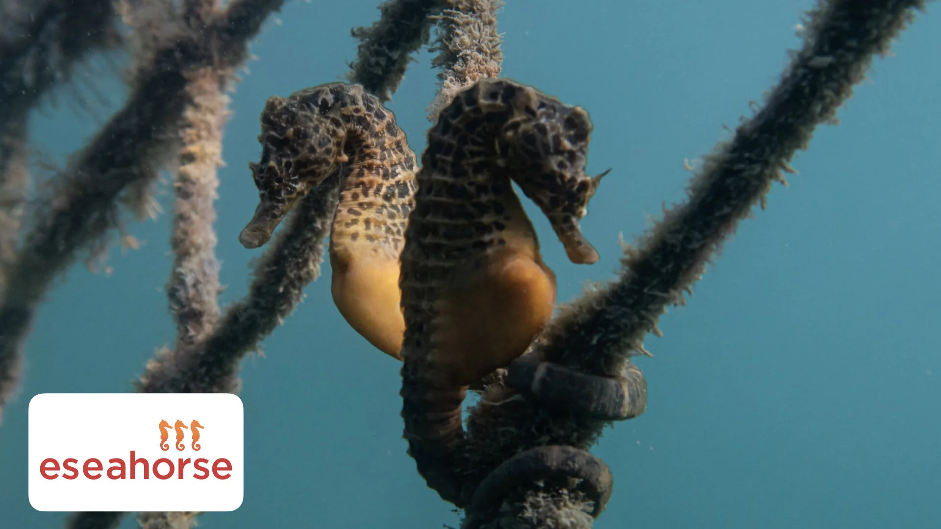 eOceans — Collaborative Research