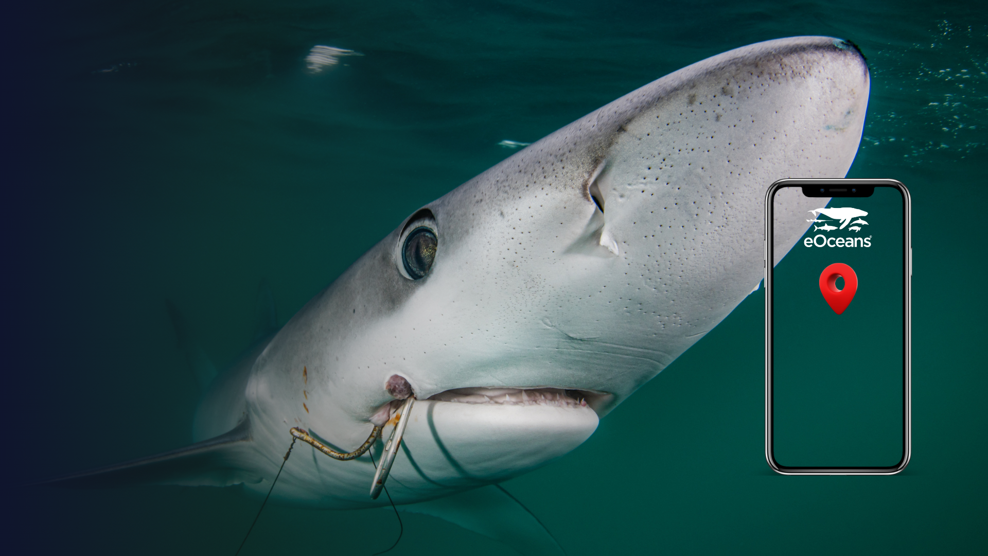 Shark Sanctuaries — eOceans