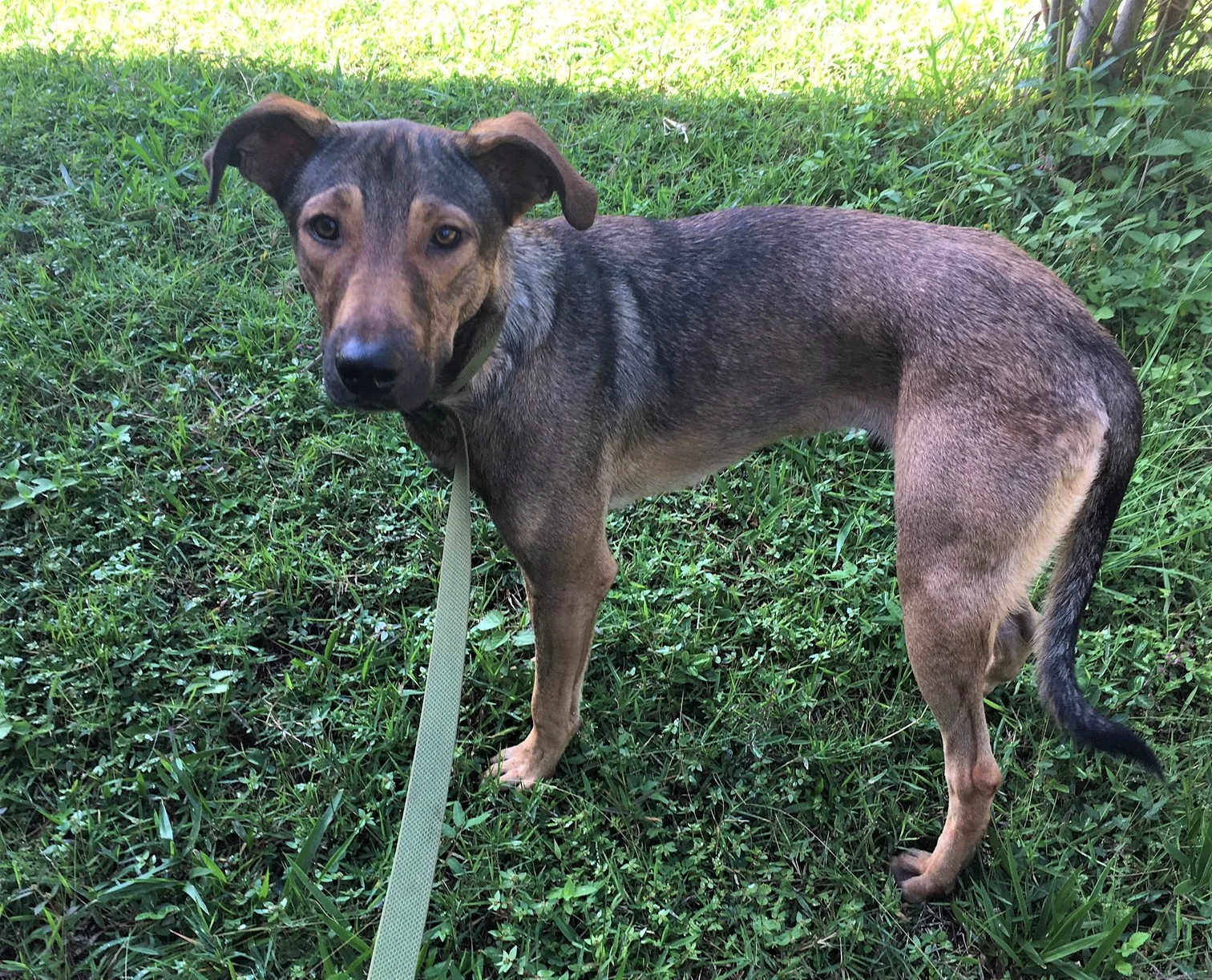 Zinger — SOS Animal Rescue Madagascar