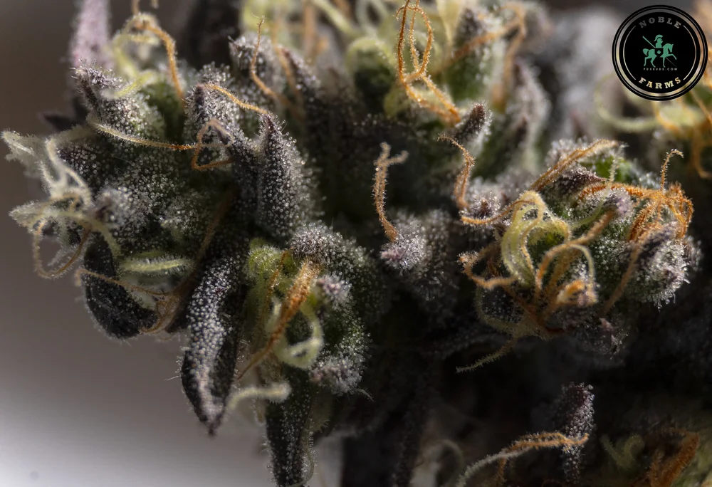 Retired: Willie's Kush Cake — Noble Farms