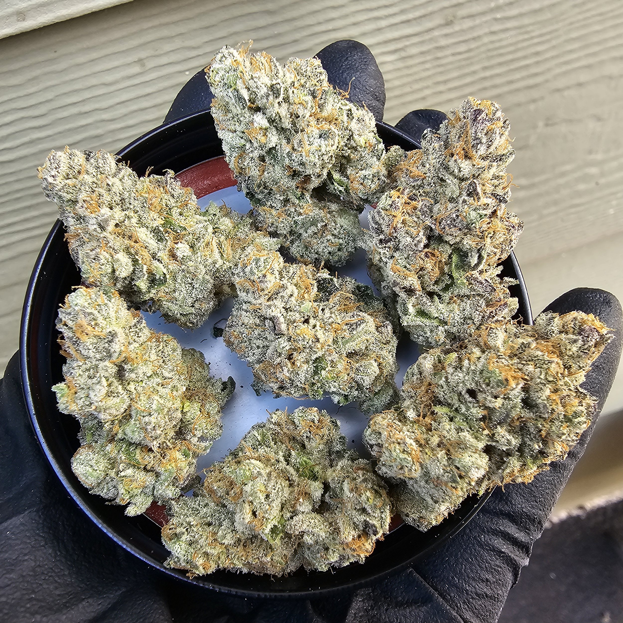 Moonbow 112IX — Noble Farms