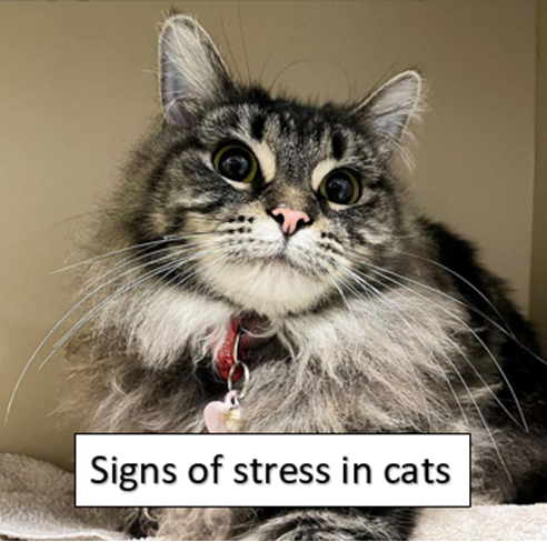 Signs and Management of Stress in Cats — Thornbury Veterinary Hospital