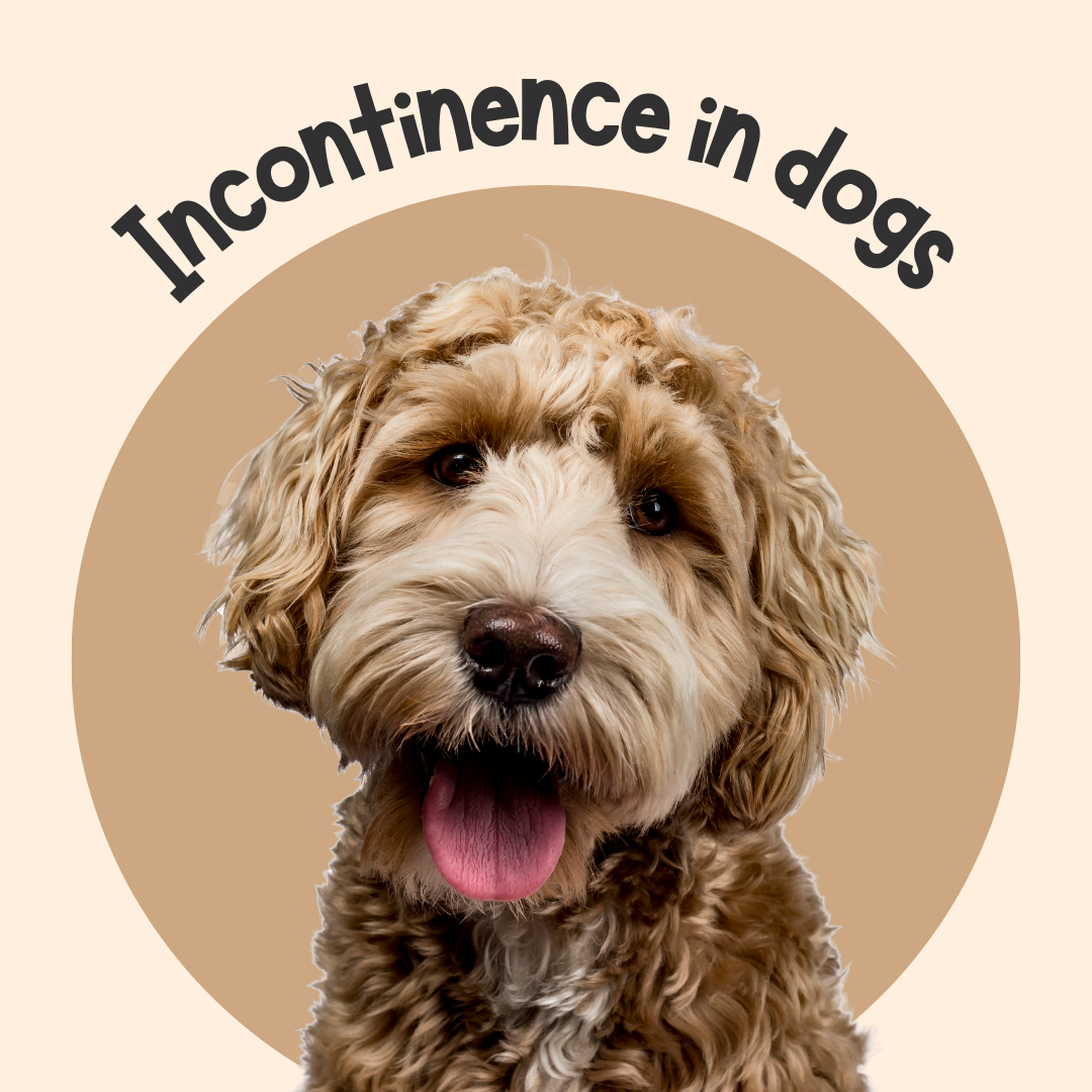 Understanding Incontinence in Dogs — Thornbury Veterinary Hospital