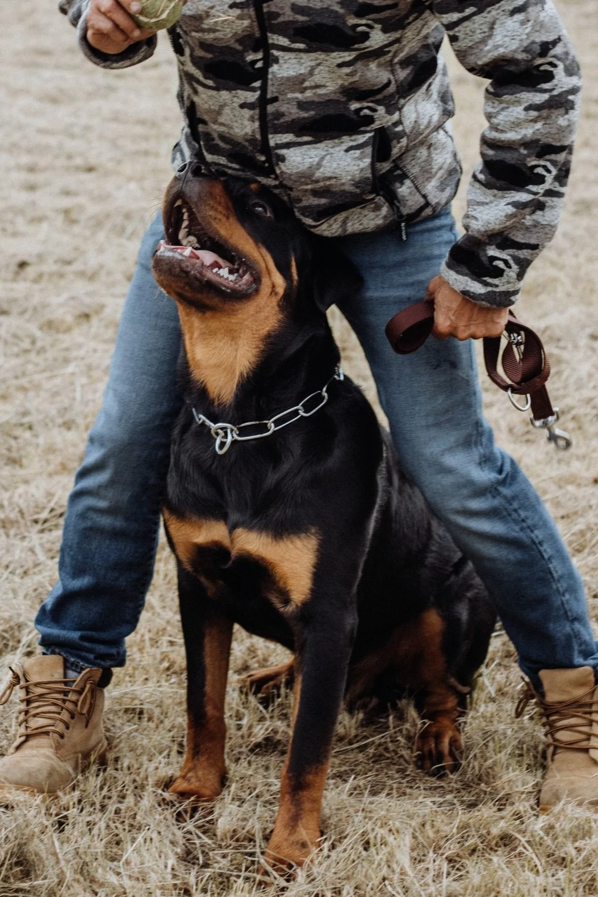 Which type of restraint is right for your dog? — Thornbury Veterinary ...