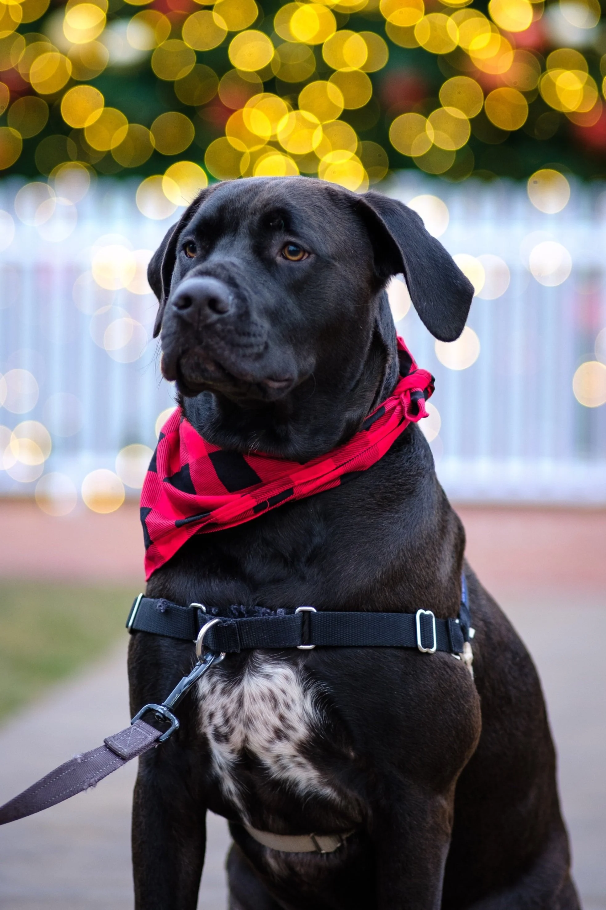 Which type of restraint is right for your dog? — Thornbury Veterinary ...