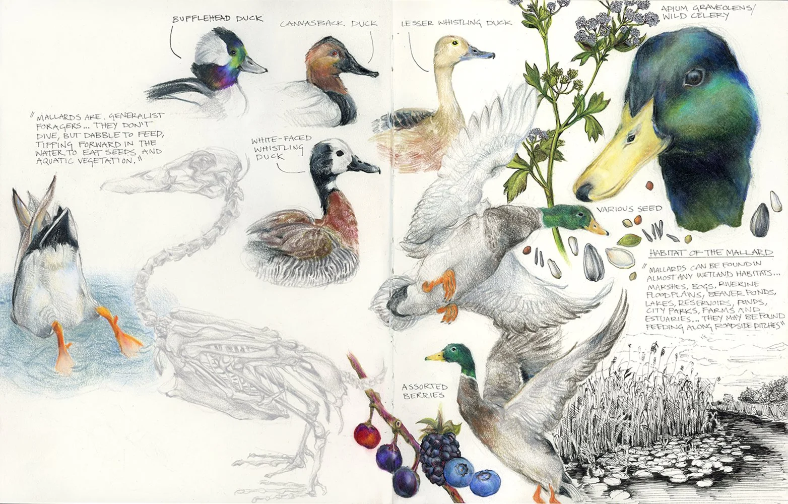 Sketch — Anna Gross